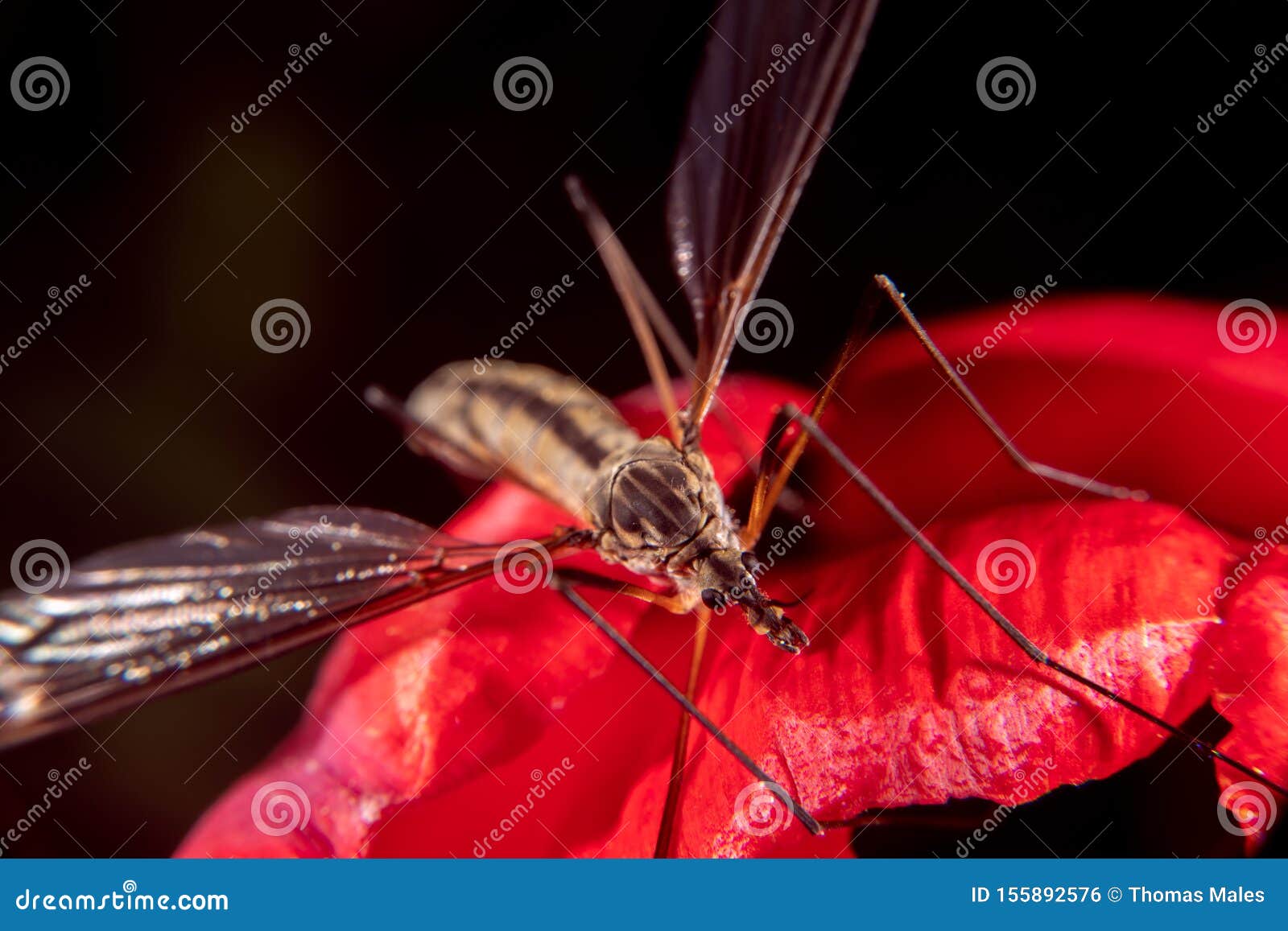Crane fly stock photo. Image of nature, green, pest - 155892576