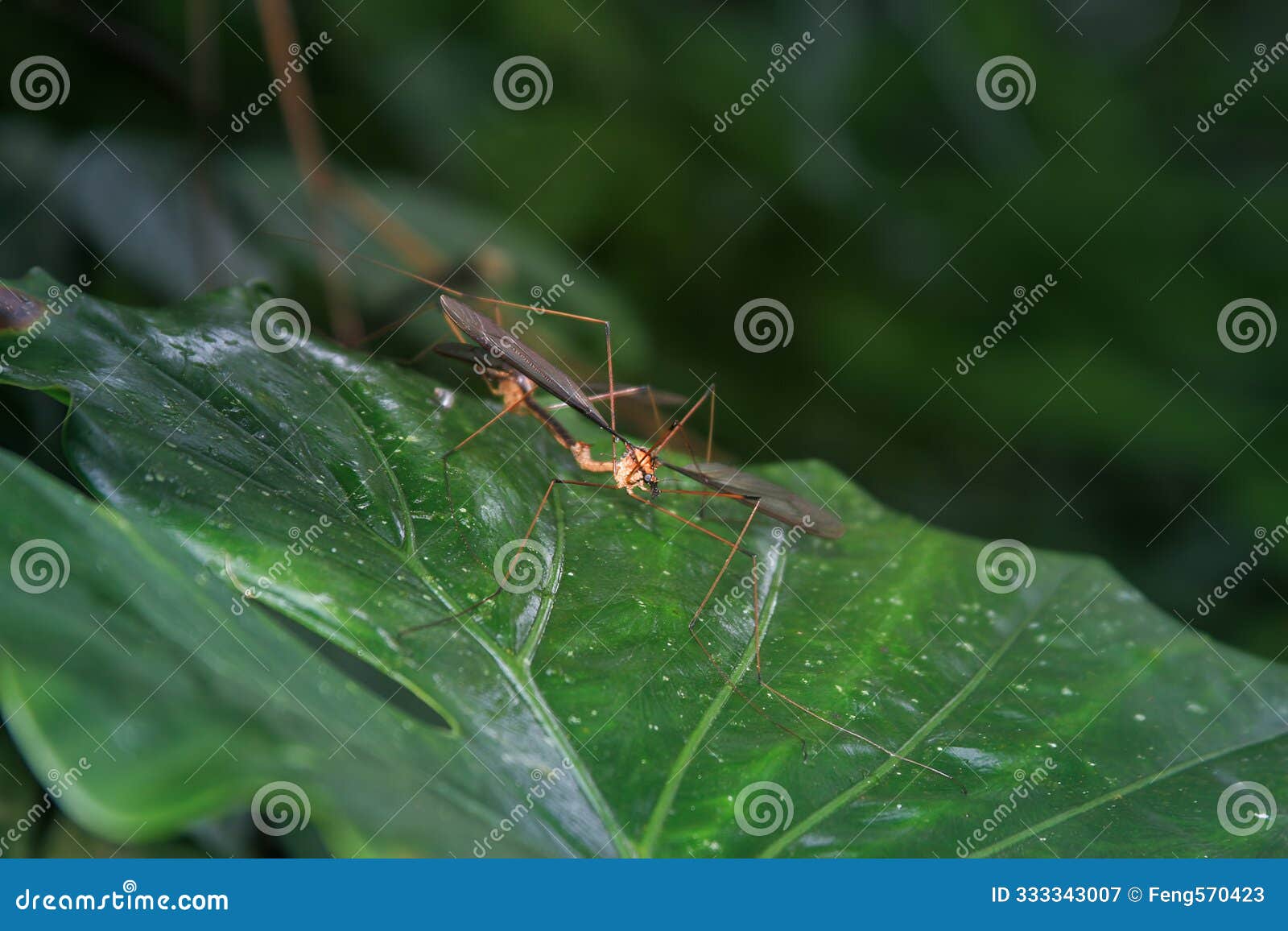 Crane Fly(Tipula) Mating on a Tropical Leaf. Stock Image - Image of ... Crane Fly(Tipula) Mating on a Tropical Leaf. Stock Image - Image of ...