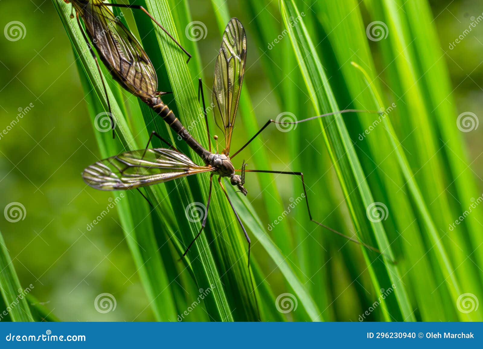 A Crane Fly Tipula Maxima Resting on a Nettle Leaf in Early Summer ...