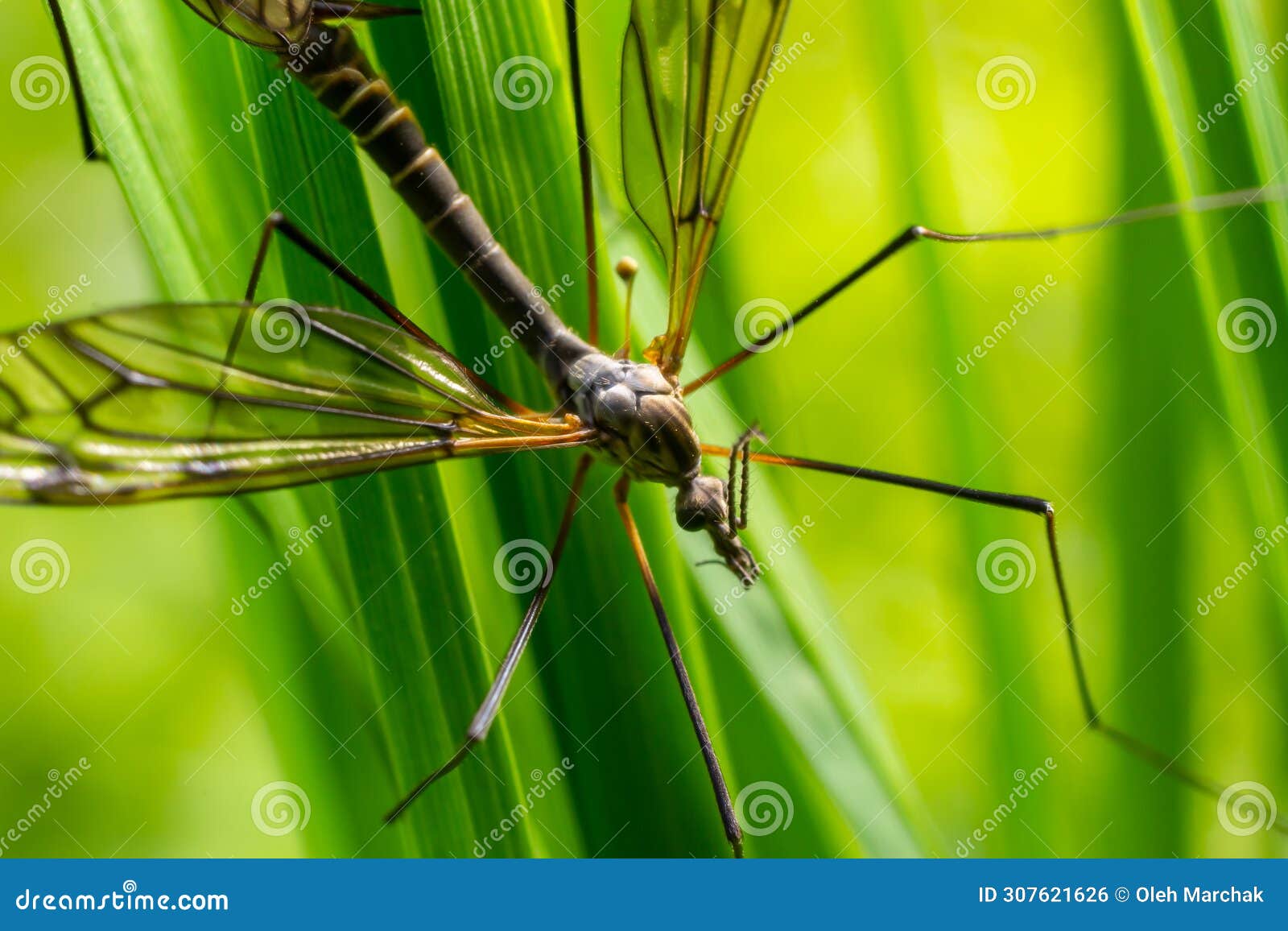 A Crane Fly Tipula Maxima Resting on a Nettle Leaf in Early Summer ...