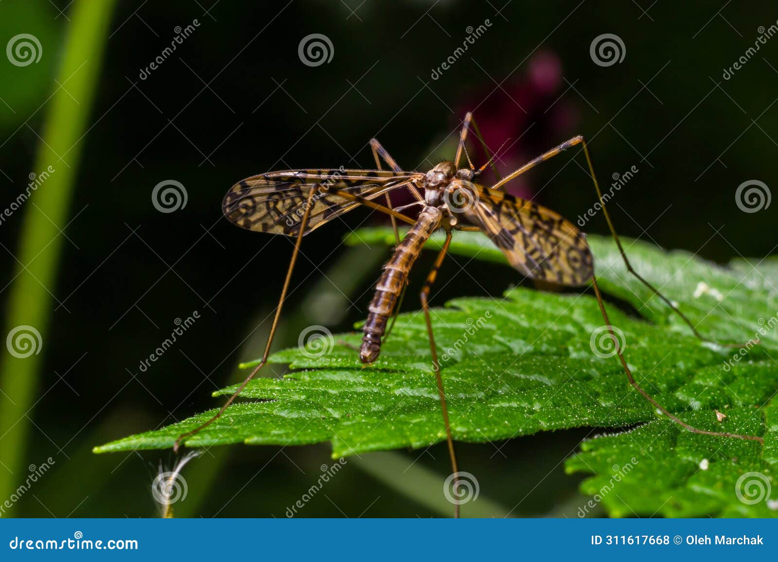 A Crane Fly Tipula Maxima Resting on a Nettle Leaf in Early Summer ...