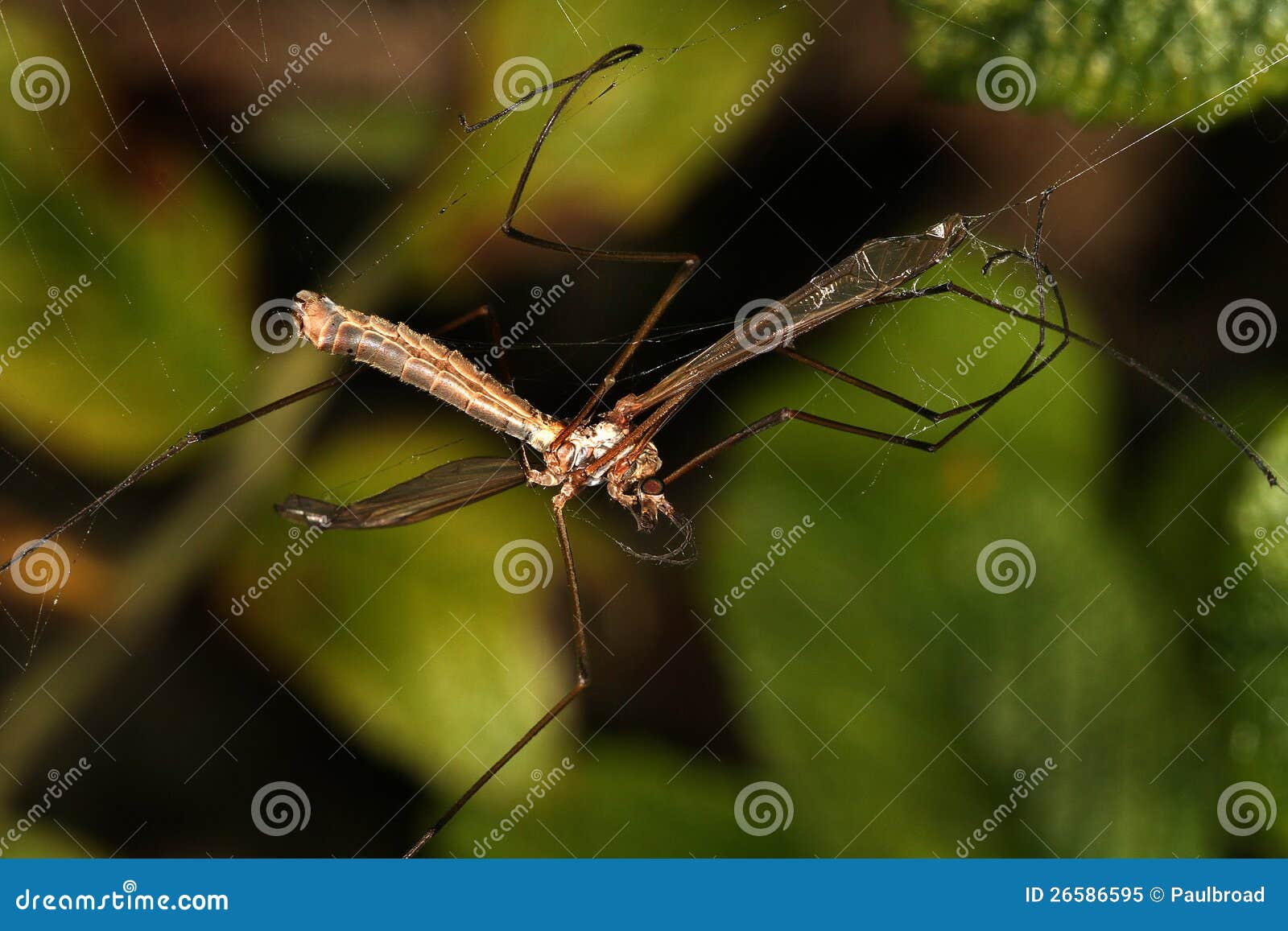 Crane Fly Trapped in Spiders Web. Stock Image - Image of nature, hunt ...