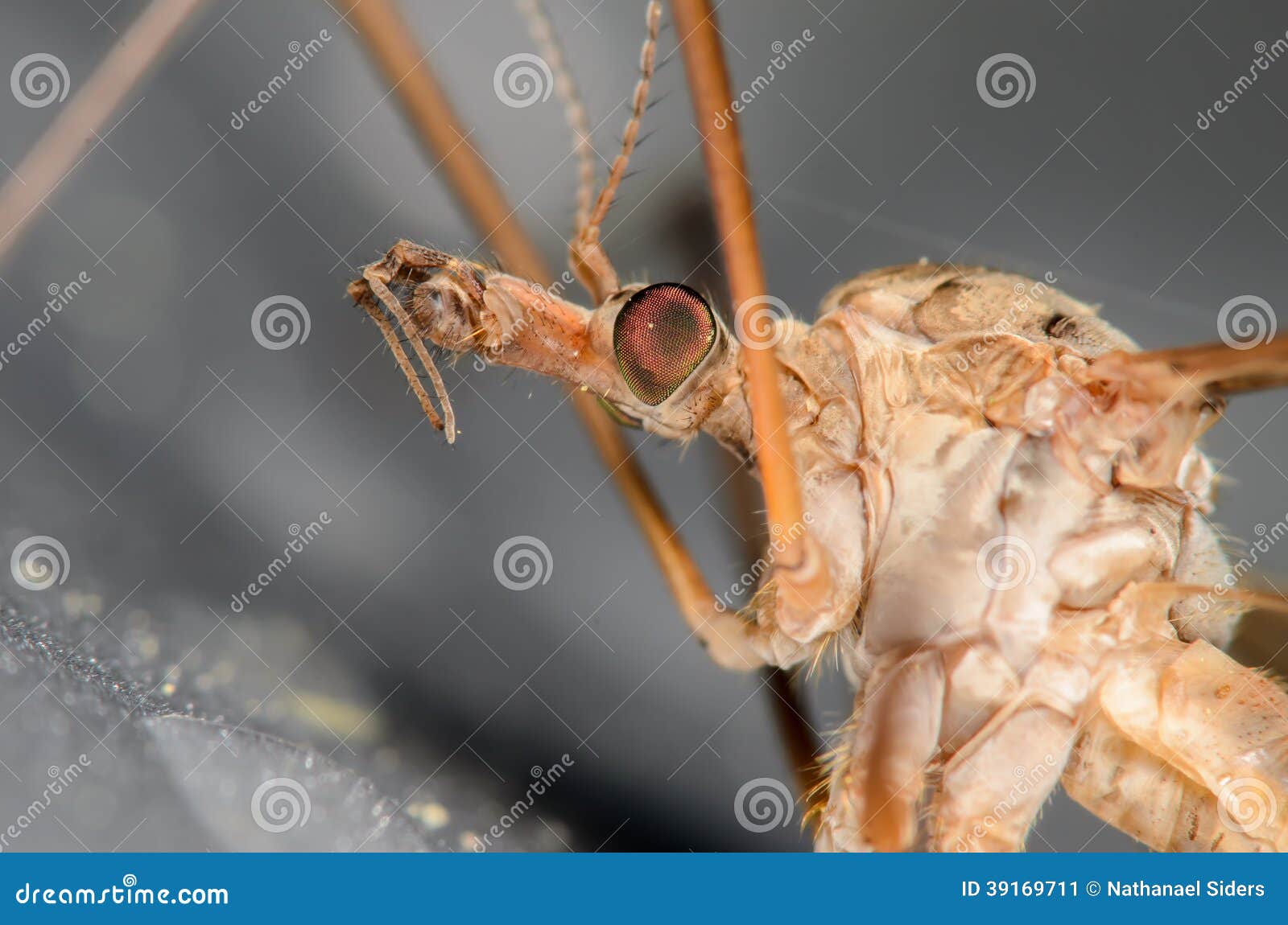 Crane Fly stock image. Image of outdoor, close, nature - 39169711