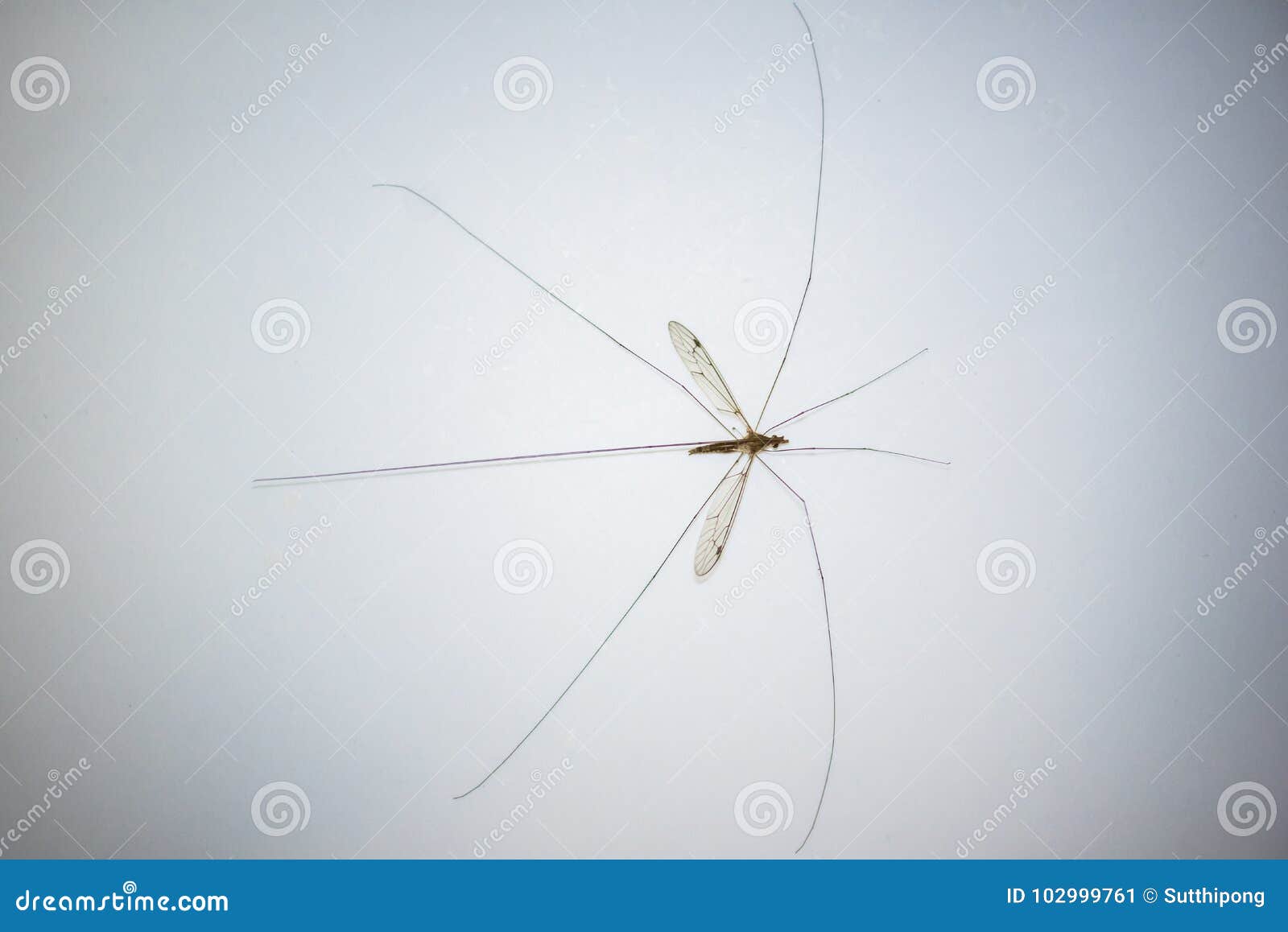 Crane Fly Was Standing On A White Wall. Royalty-Free Stock Photography ...