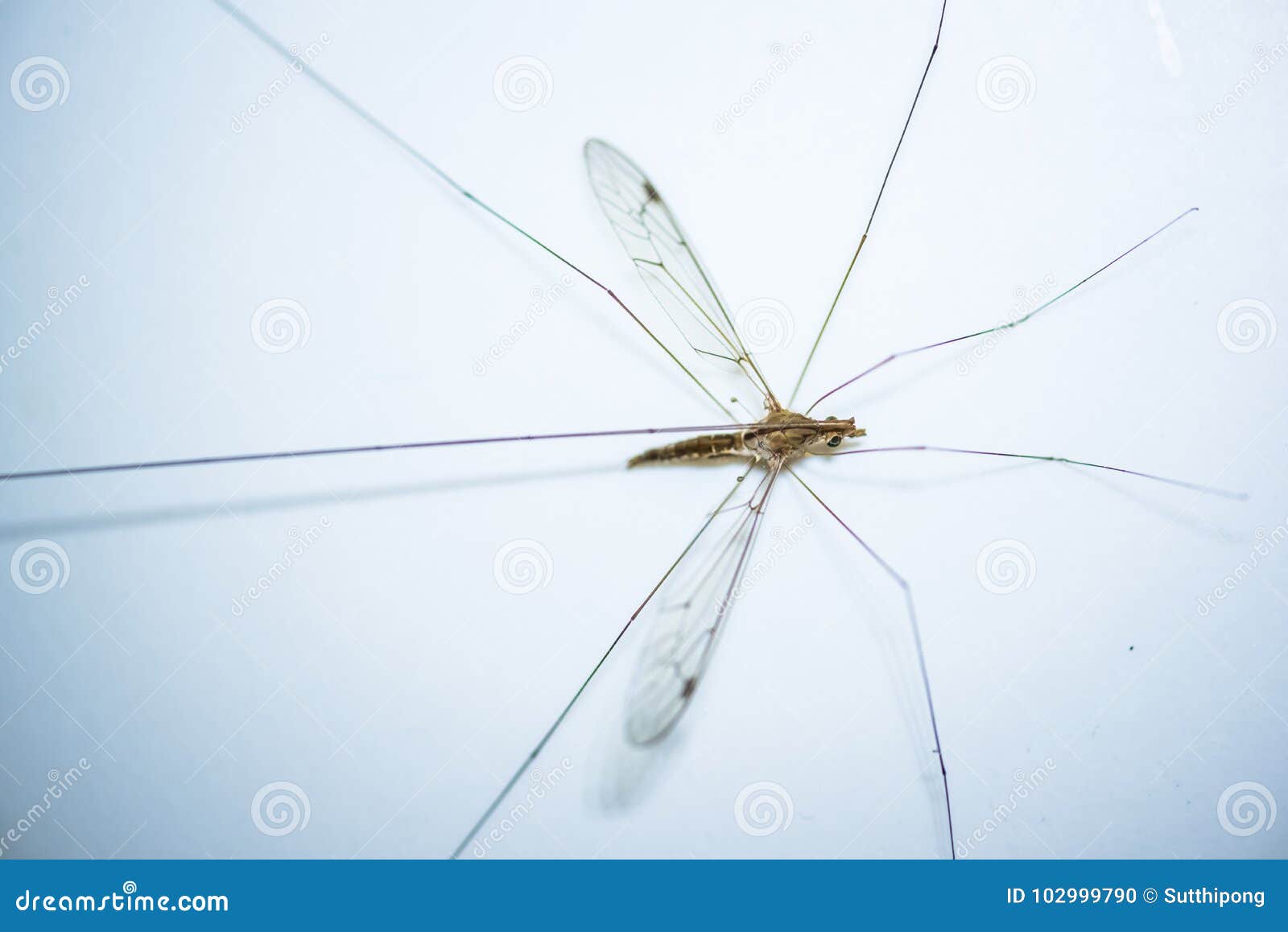 Crane Fly Was Standing on a White Wall. Stock Photo - Image of thorn ...