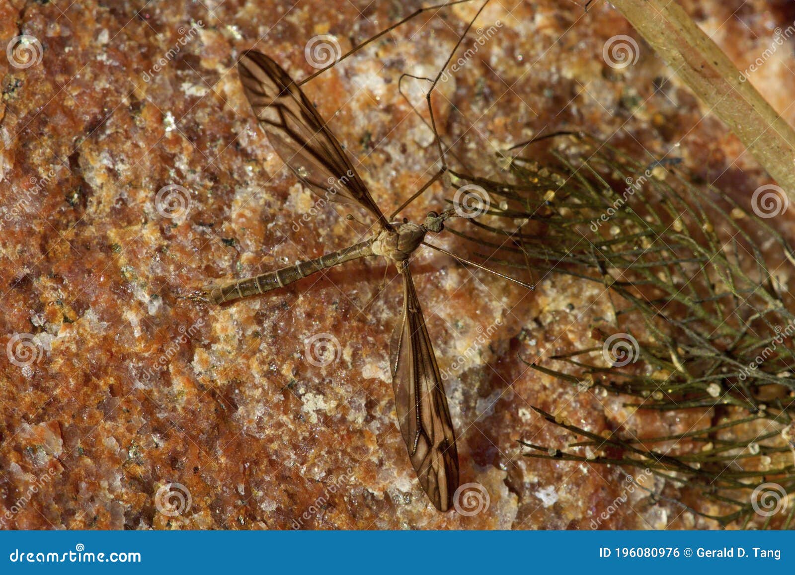 Crane Fly 814899 stock photo. Image of tipulidae, wings - 196080976