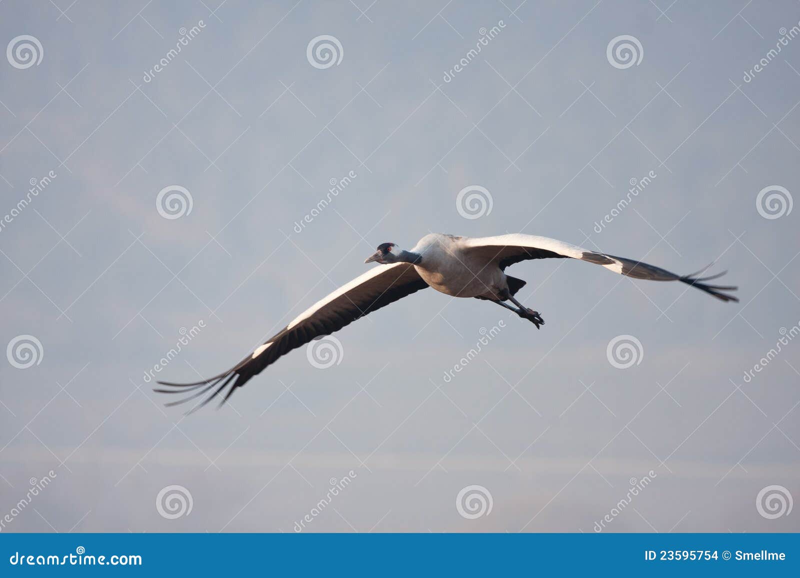 Crane flying stock photo. Image of long, gather, common - 23595754