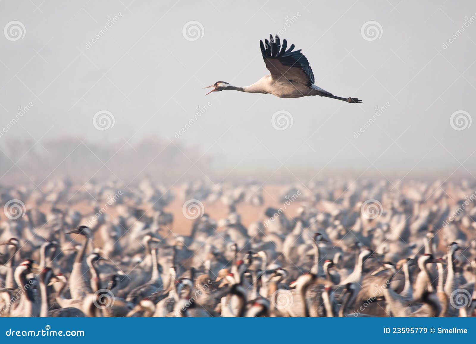 Crane flying stock image. Image of farmland, large, africa - 23595779