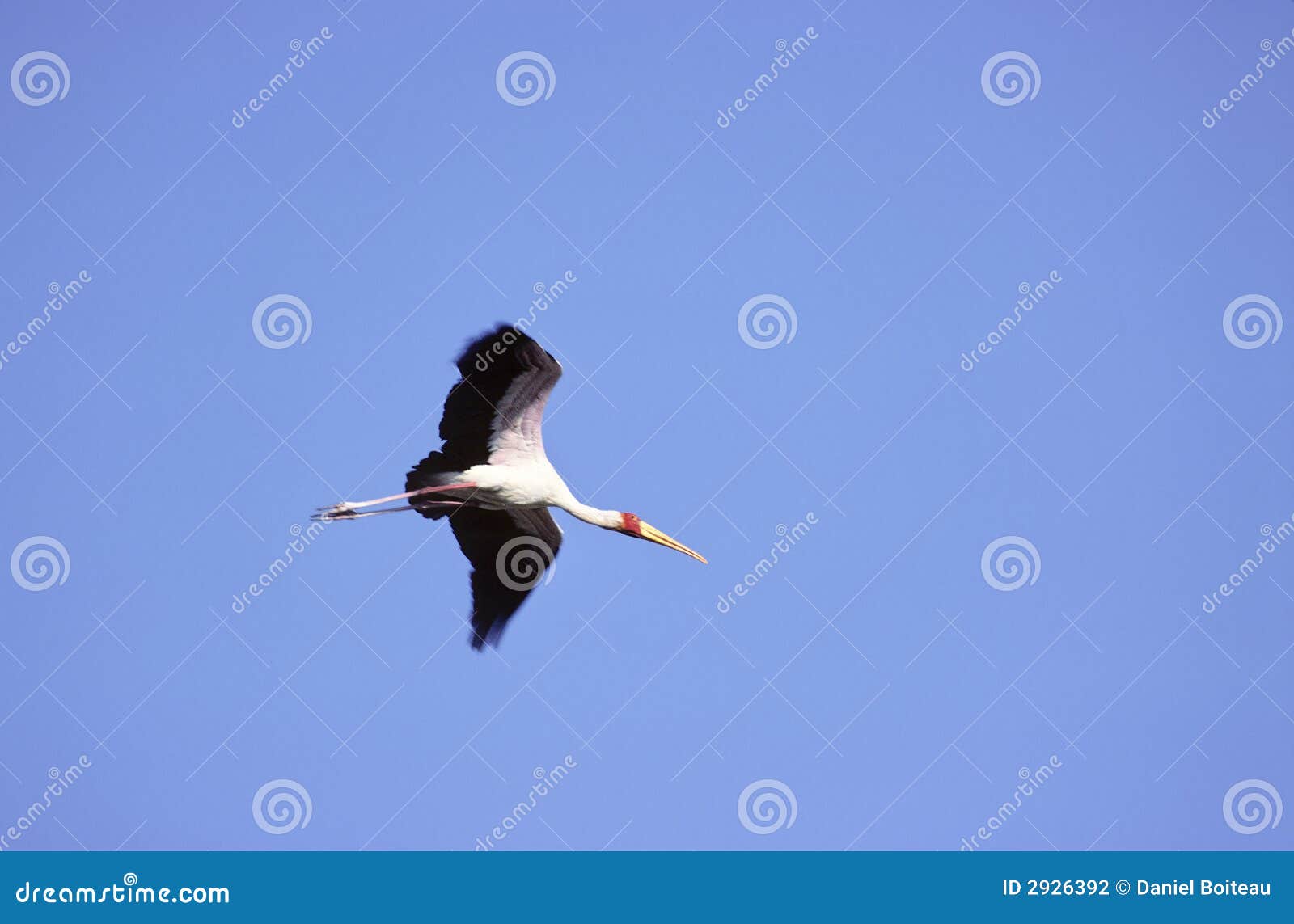 Crane flying stock photo. Image of daytime, nature, tranquil - 2926392