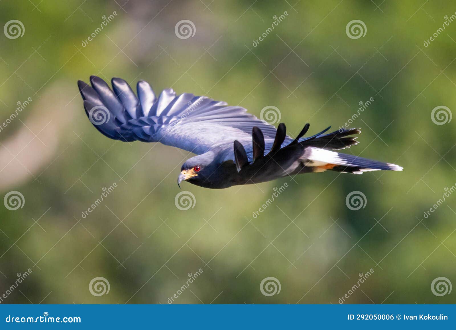 Crane Hawk Bird Close Up Portrait in the Wild Stock Photo - Image of ...