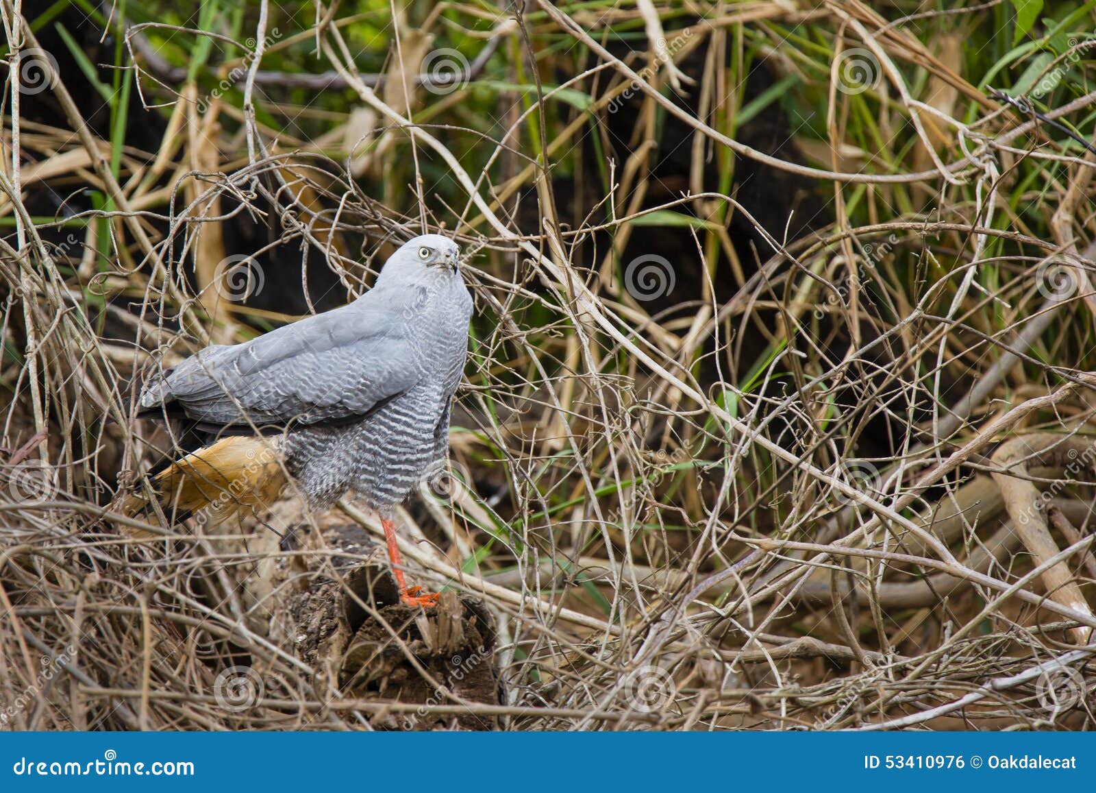 Crane Hawk En Registro Caido Foto de archivo - Imagen de azul ...