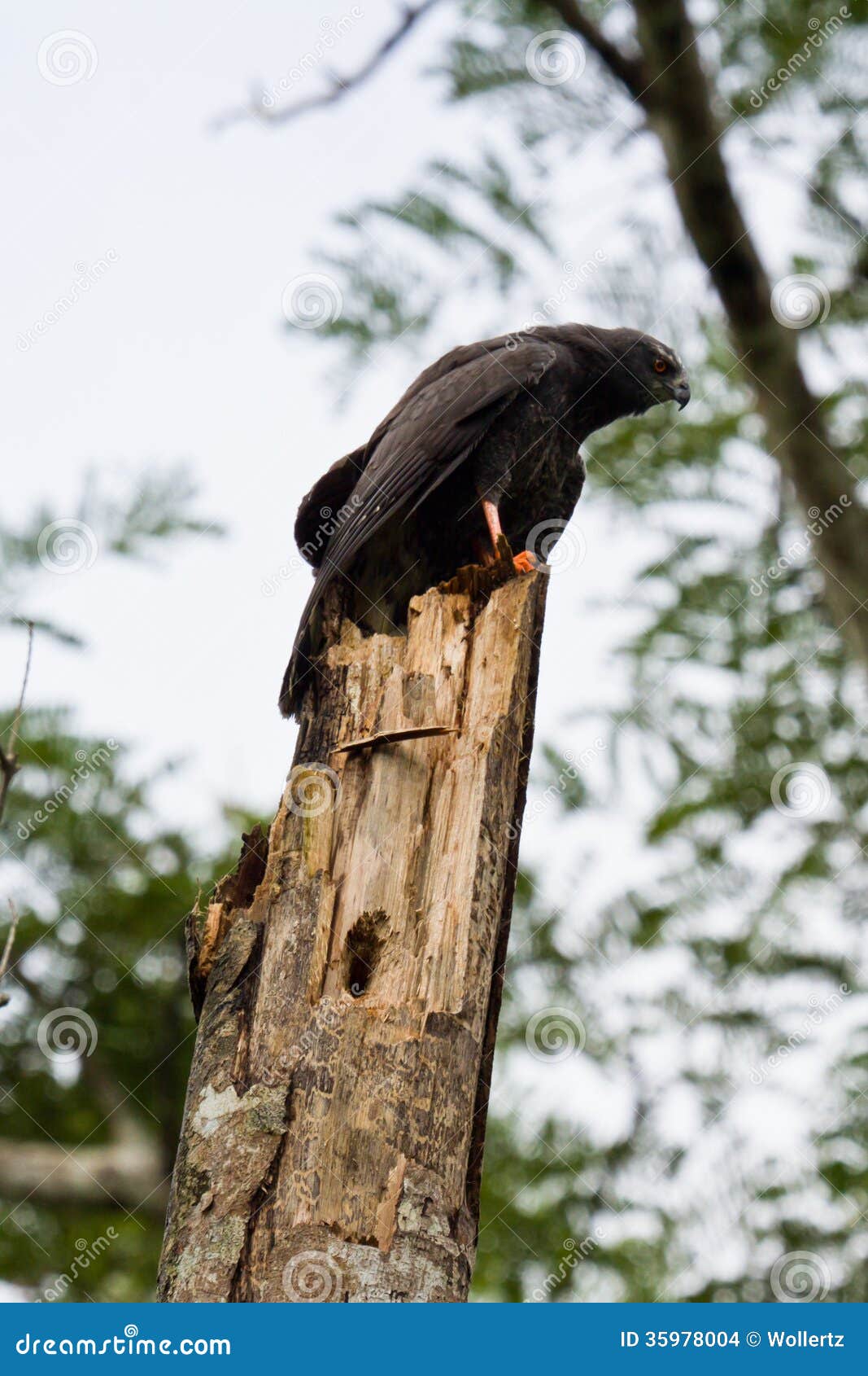 Crane hawlk in belize stock photo. Image of brown, hawk - 35978004