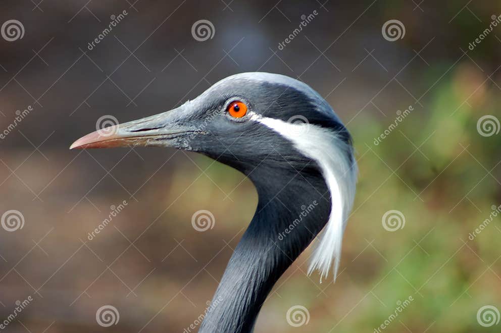 Crane head stock photo. Image of beak, feather, expression - 2886448