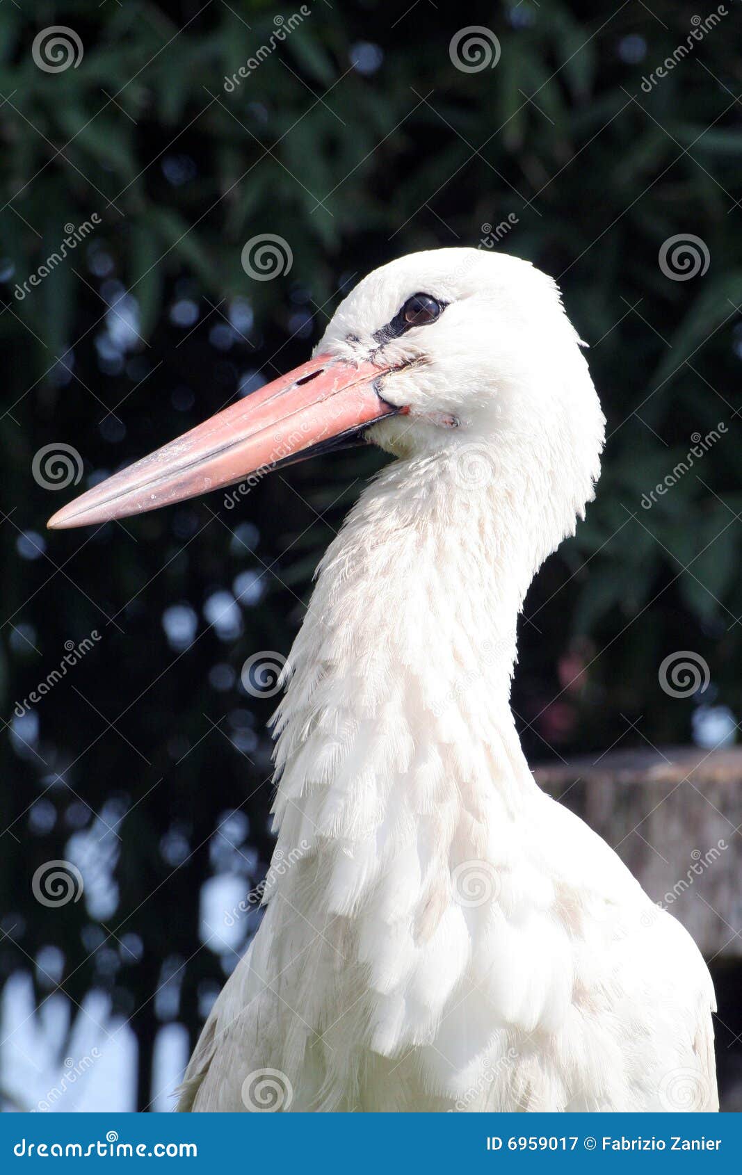 Crane head stock image. Image of head, endangered, feather - 6959017