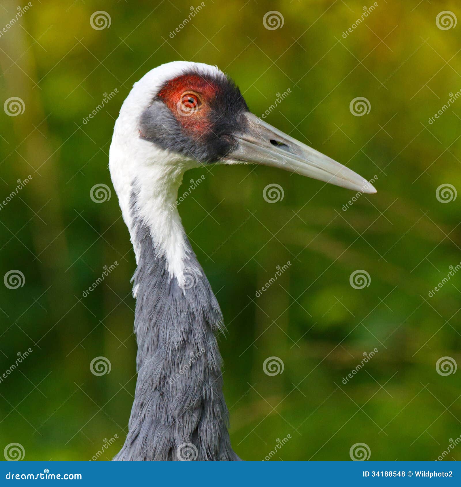 Crane Head Shot arkivfoto. Bild av titta, djurliv, huvud - 34188548