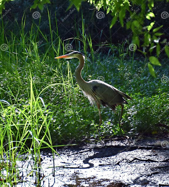 A Crane and His Shadow in the Grass Stock Image - Image of bird, animal ...