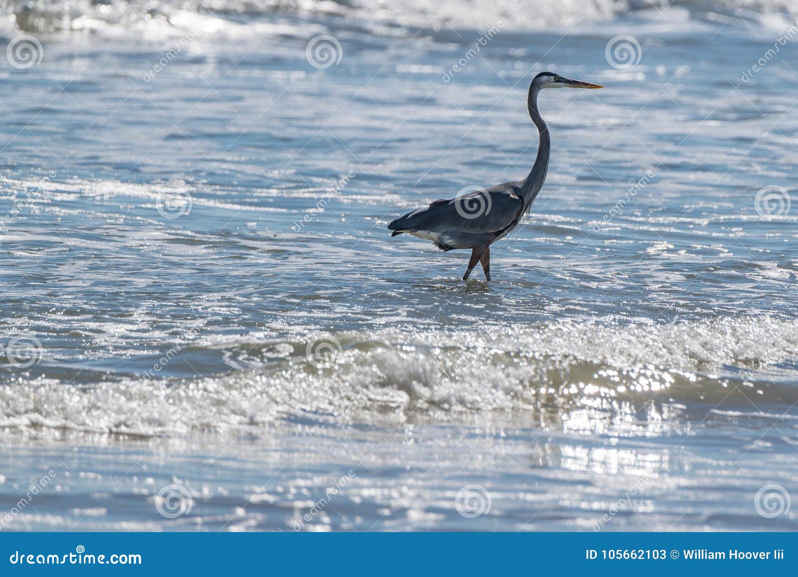 Crane Hunting Fish in Der Brandung Stockbild - Bild von kran, gefährdet ...