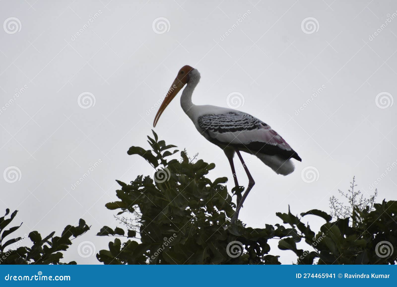 A Crane is a Kind of Large Bird with a Long Neck and Long Legs. Stock ...