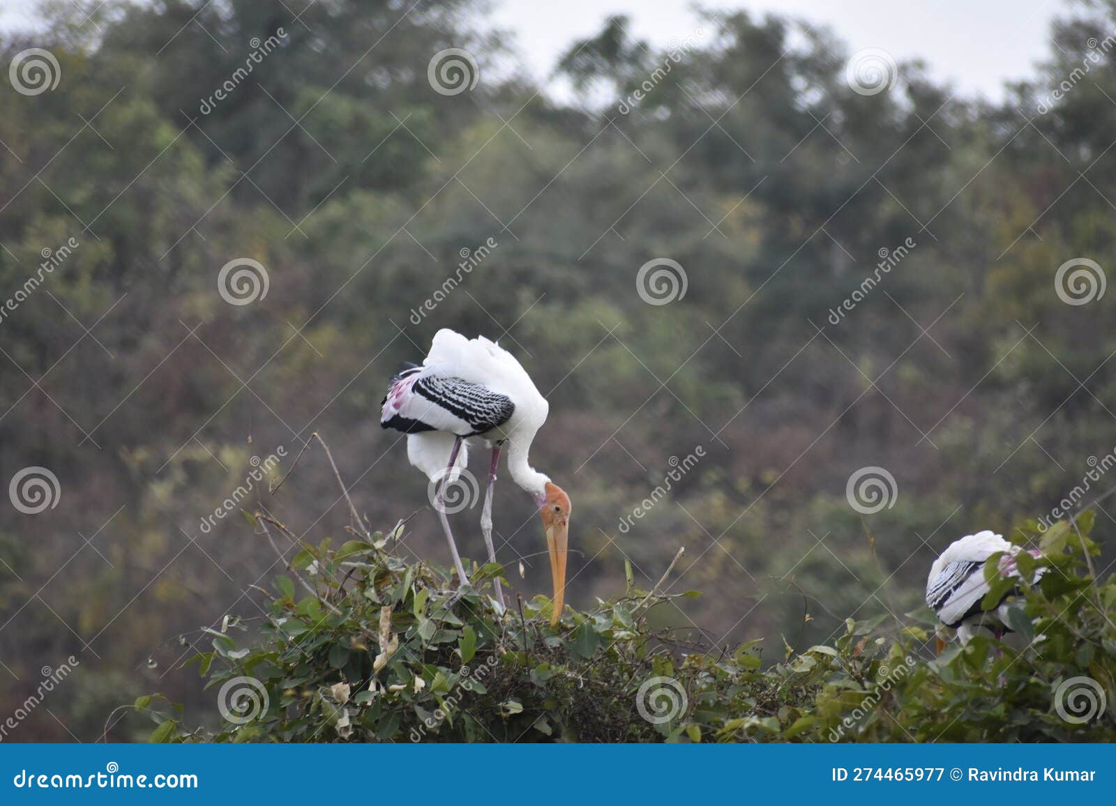 A Crane is a Kind of Large Bird with a Long Neck and Long Legs. Stock ...