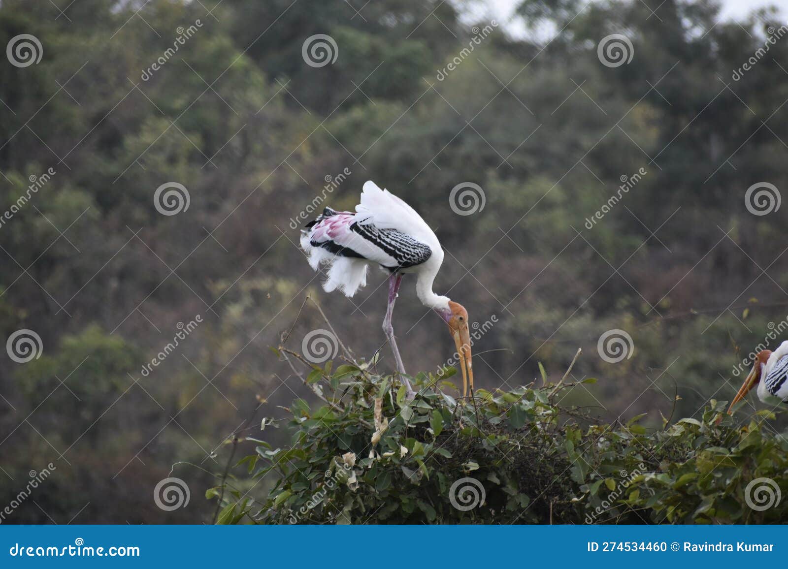 A crane is a Kind of Large Bird with a Long Neck and Long Legs. Stock ...