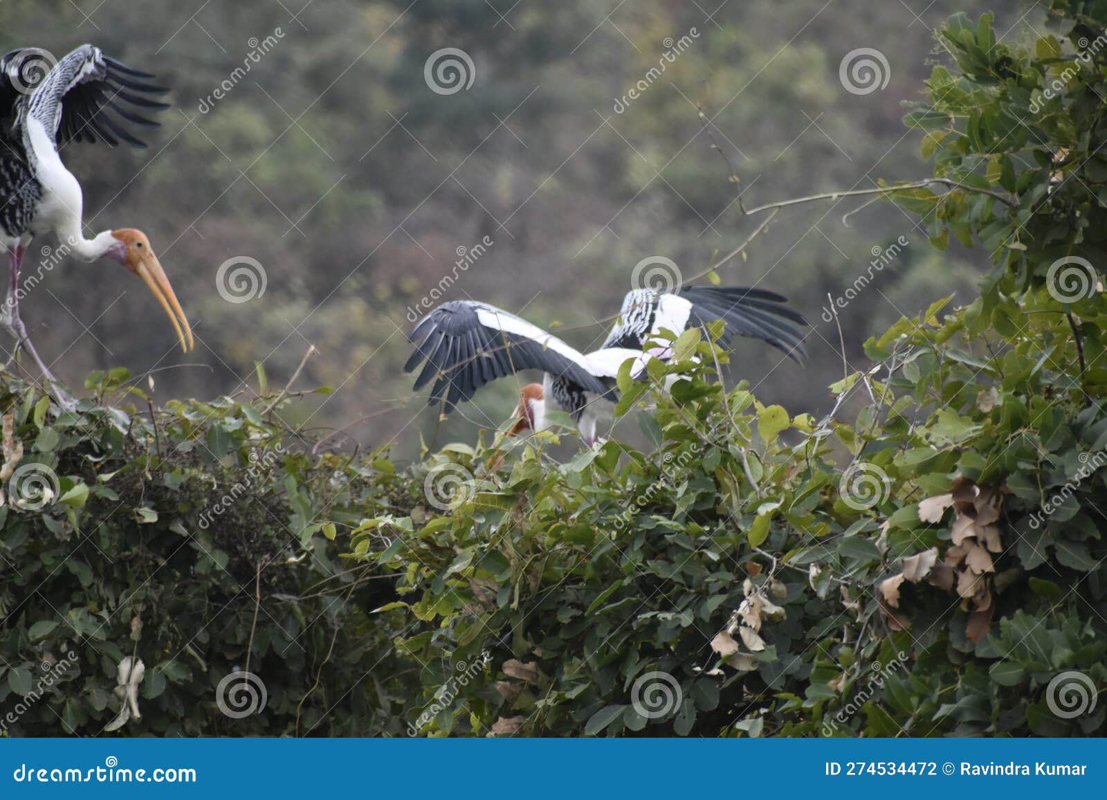 A crane is a Kind of Large Bird with a Long Neck and Long Legs. Stock ...