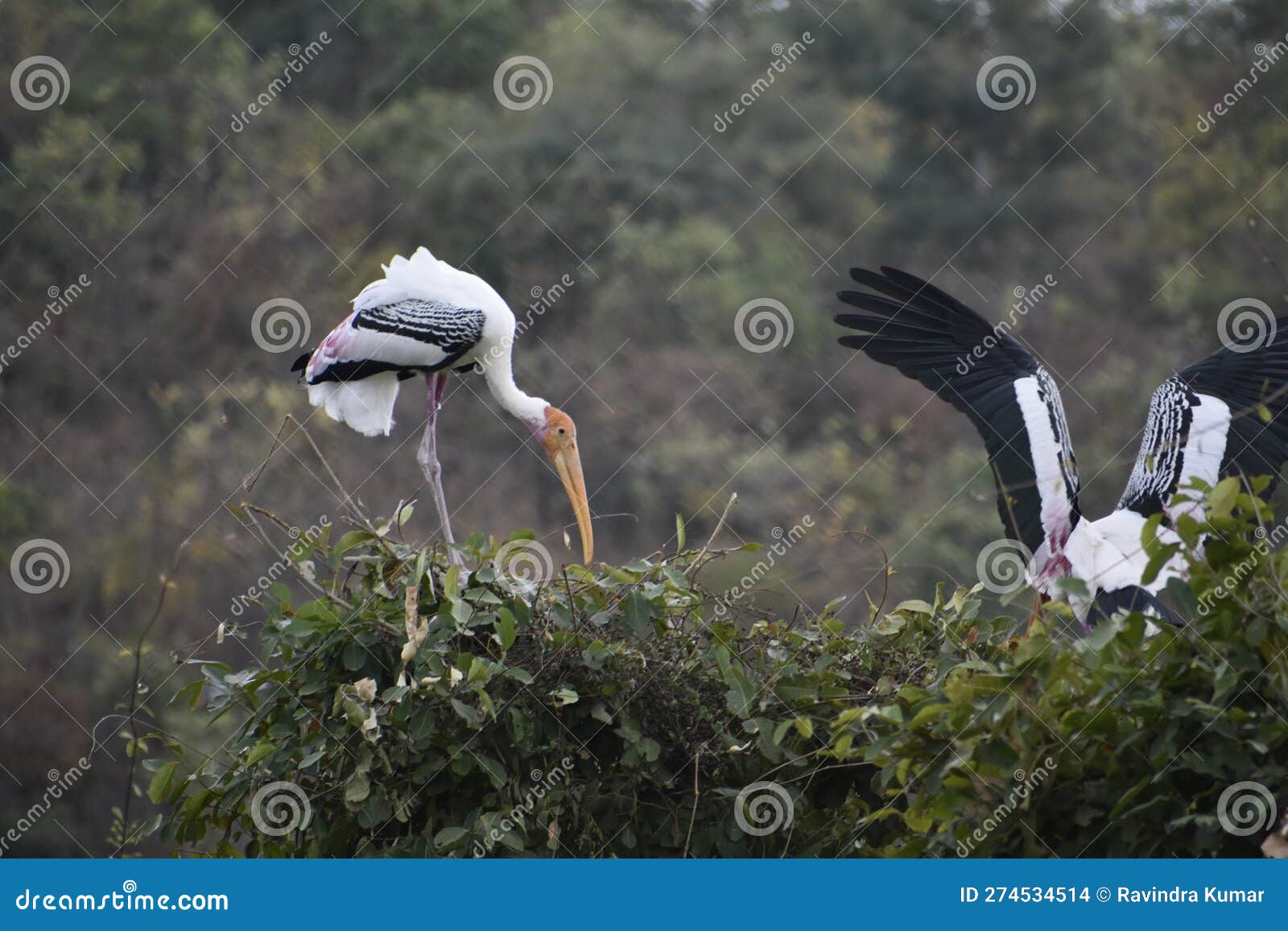 A crane is a Kind of Large Bird with a Long Neck and Long Legs. Stock ...