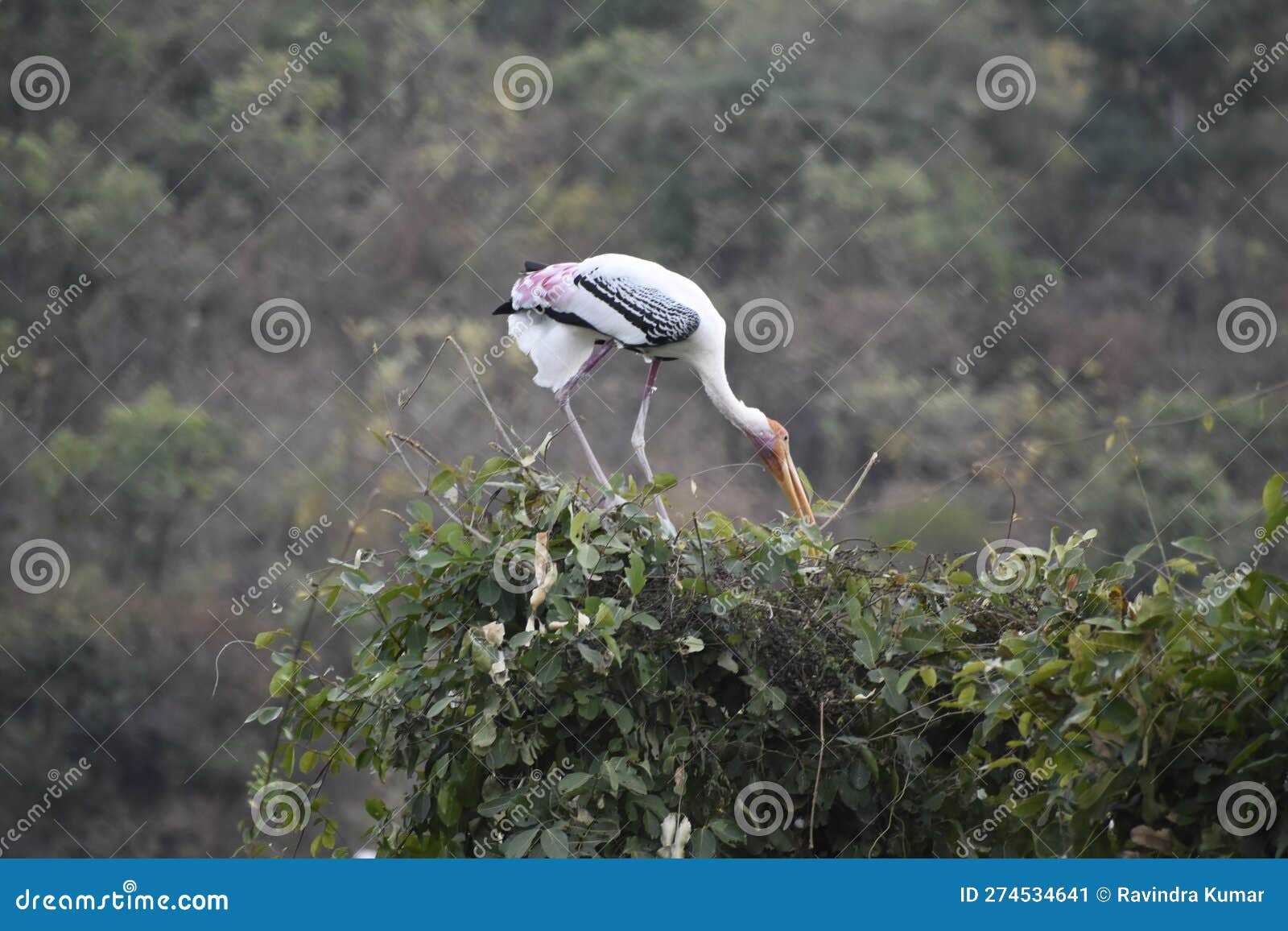 A crane is a Kind of Large Bird with a Long Neck and Long Legs. Stock ...