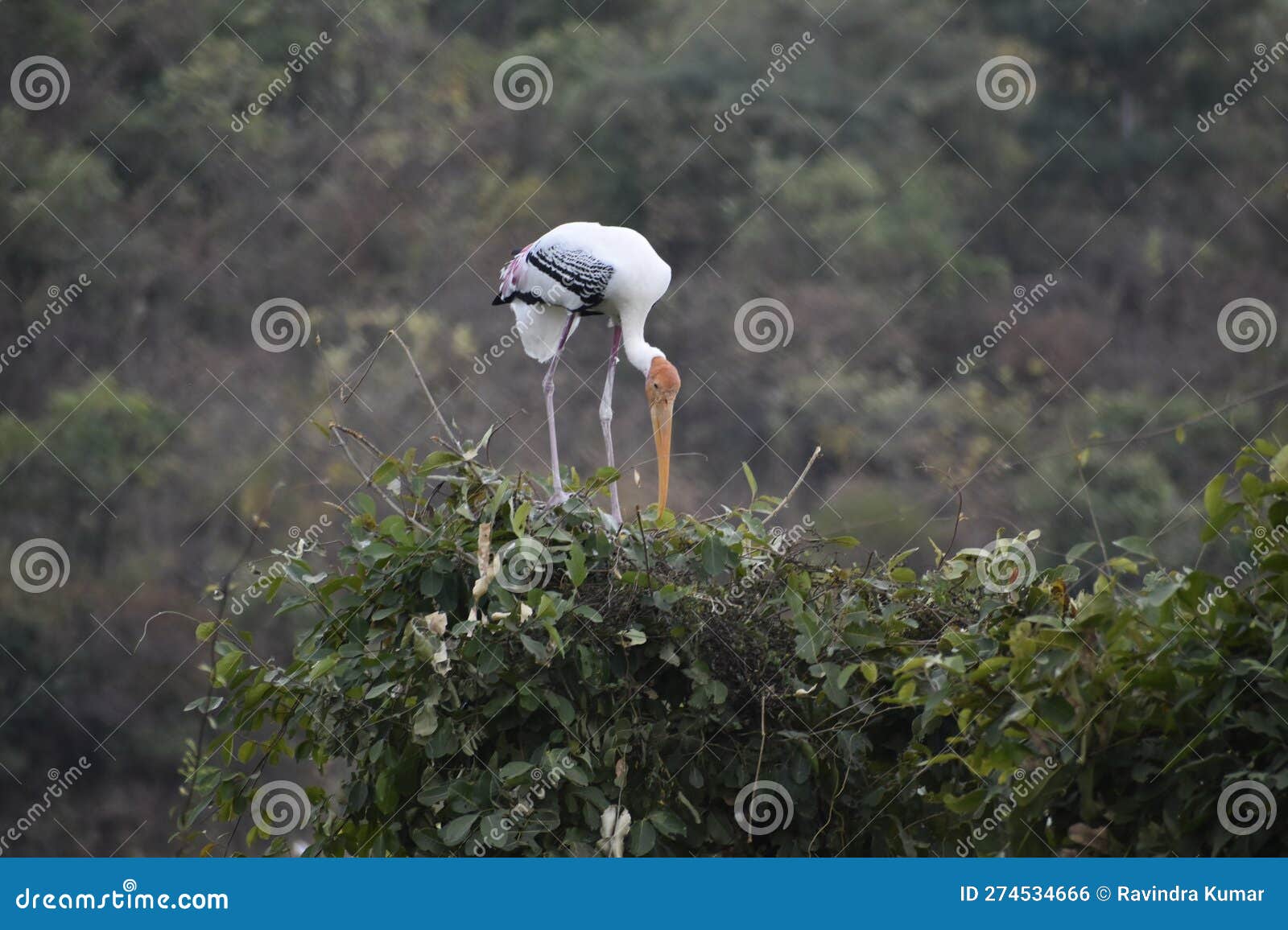 A crane is a Kind of Large Bird with a Long Neck and Long Legs. Stock ...