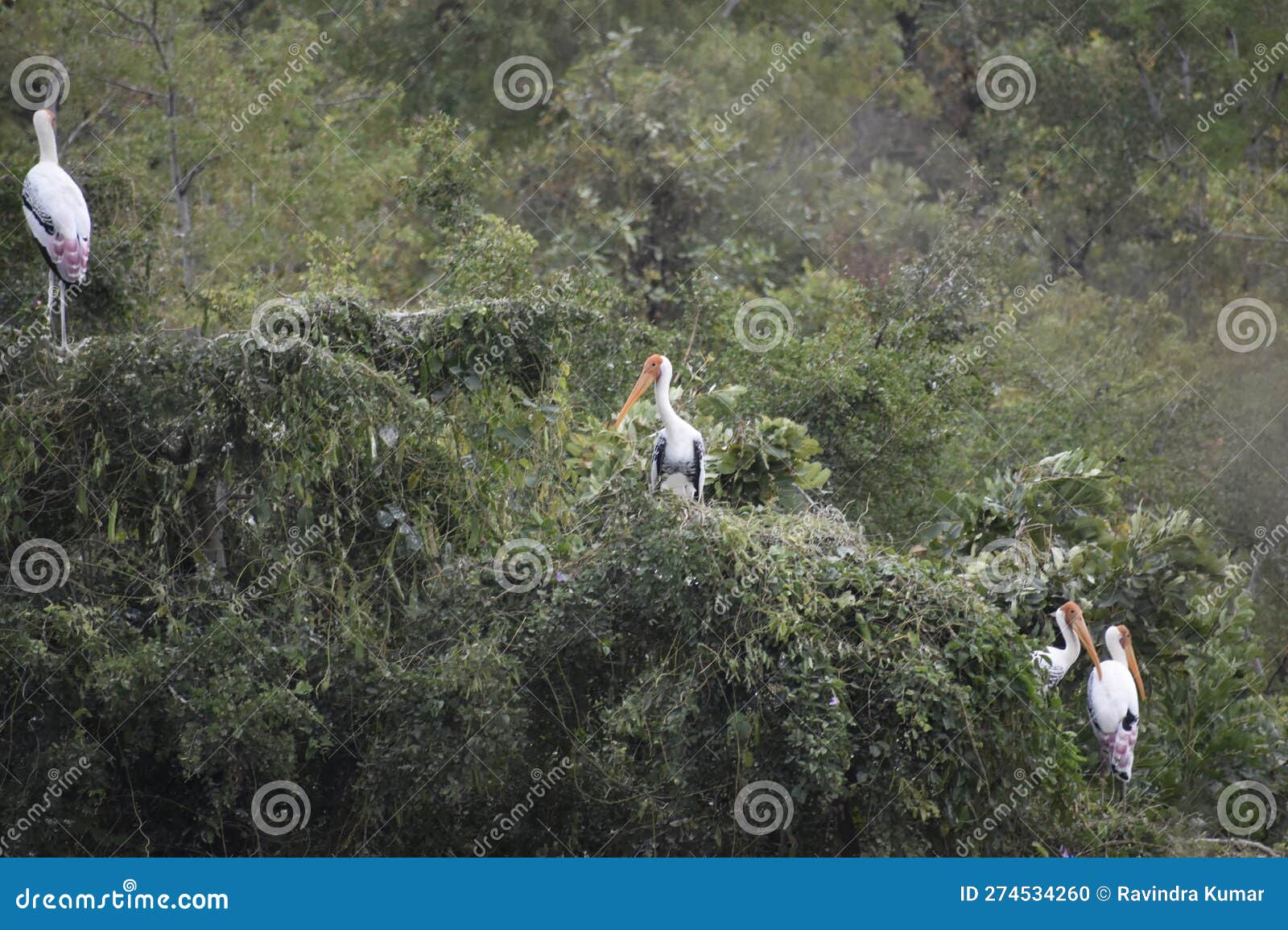 Crane is a Kind of Large Bird with a Long Neck and Long Legs. Stock ...