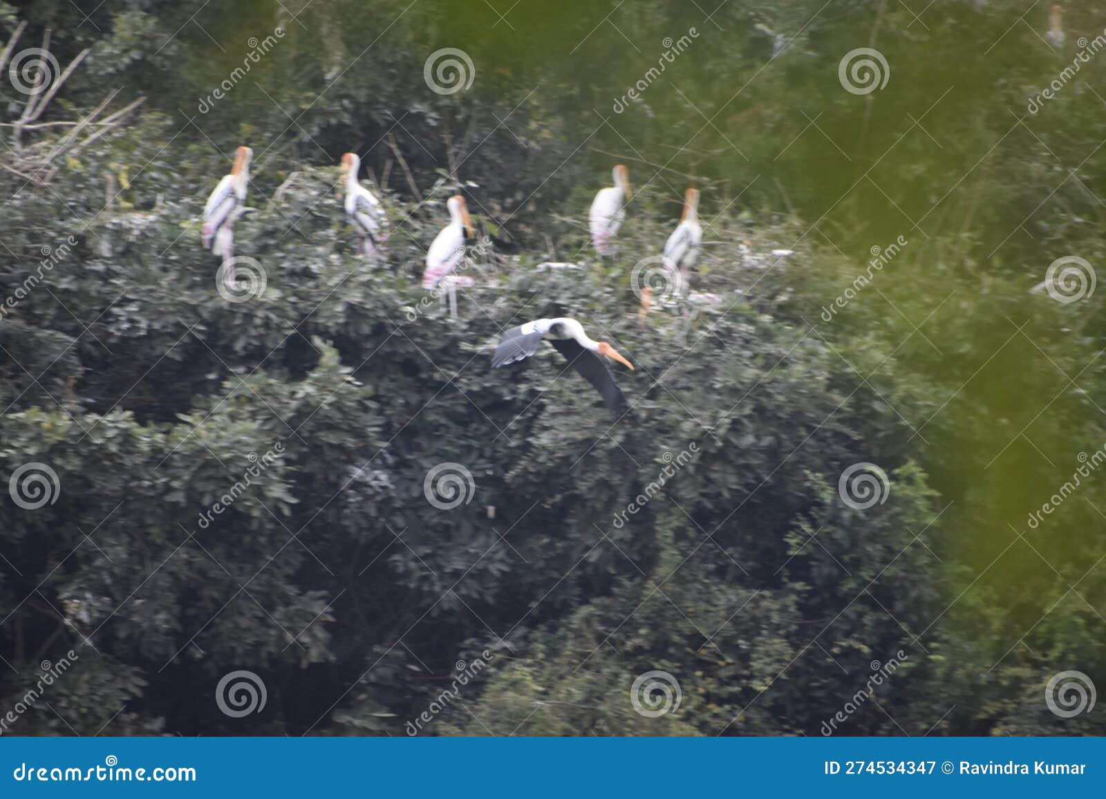 Crane is a Kind of Large Bird with a Long Neck and Long Legs. Stock ...