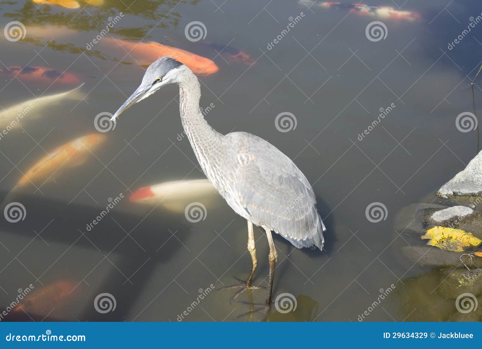 Crane and Koi fish stock image. Image of crane, golden - 29634329