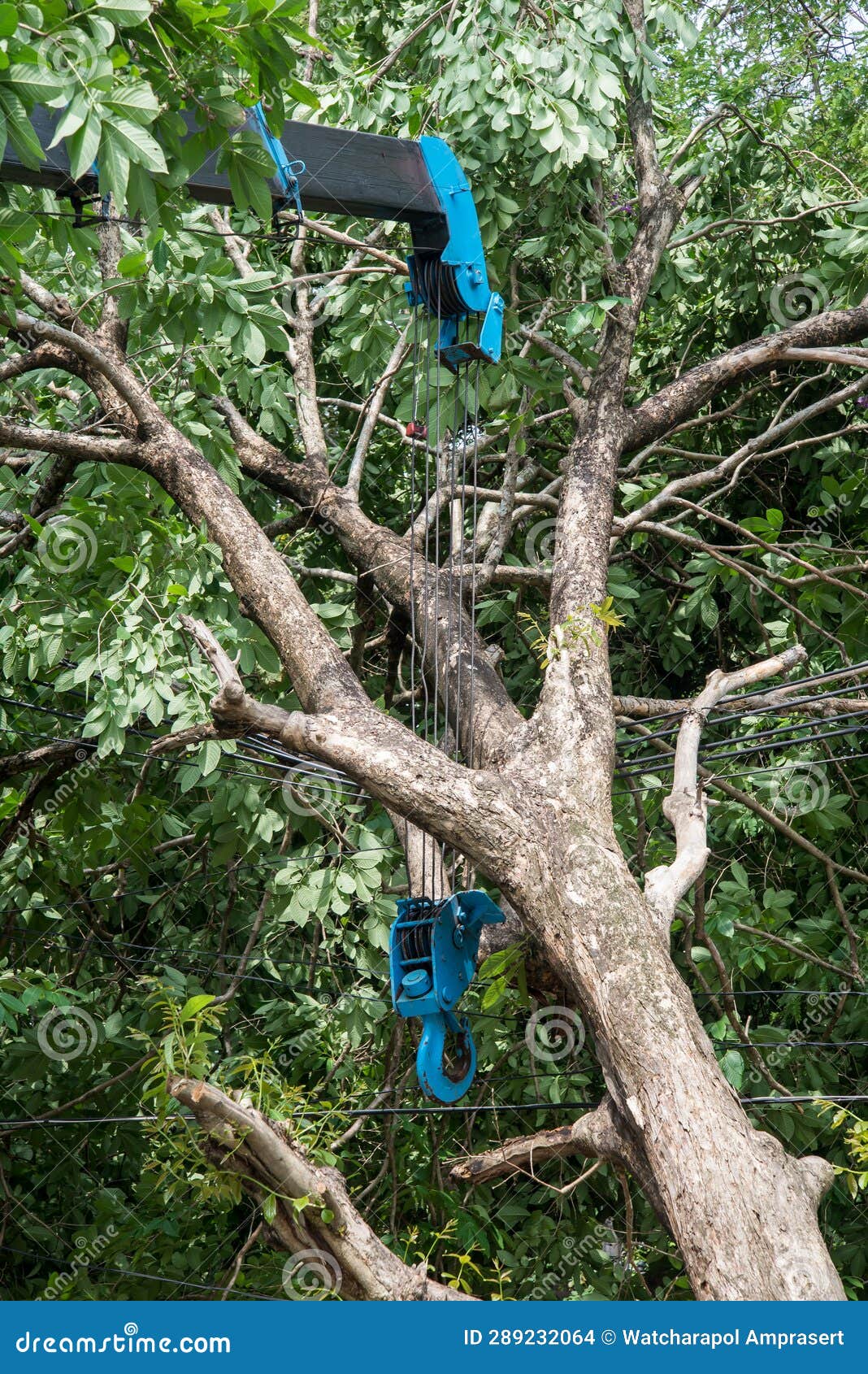 Crane lifting Broken tree stock photo. Image of chair - 289232064