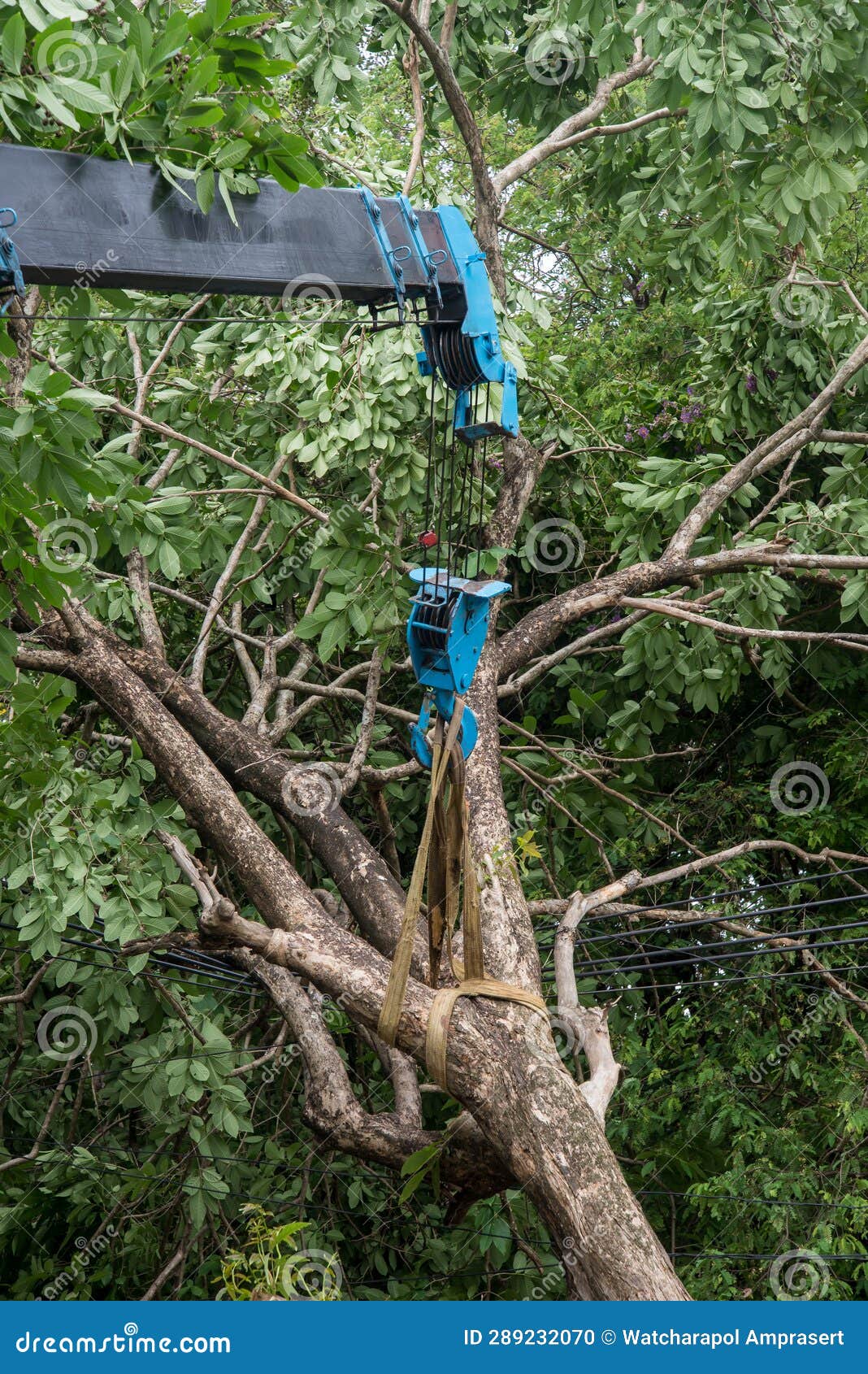 Crane lifting Broken tree stock photo. Image of timber - 289232070