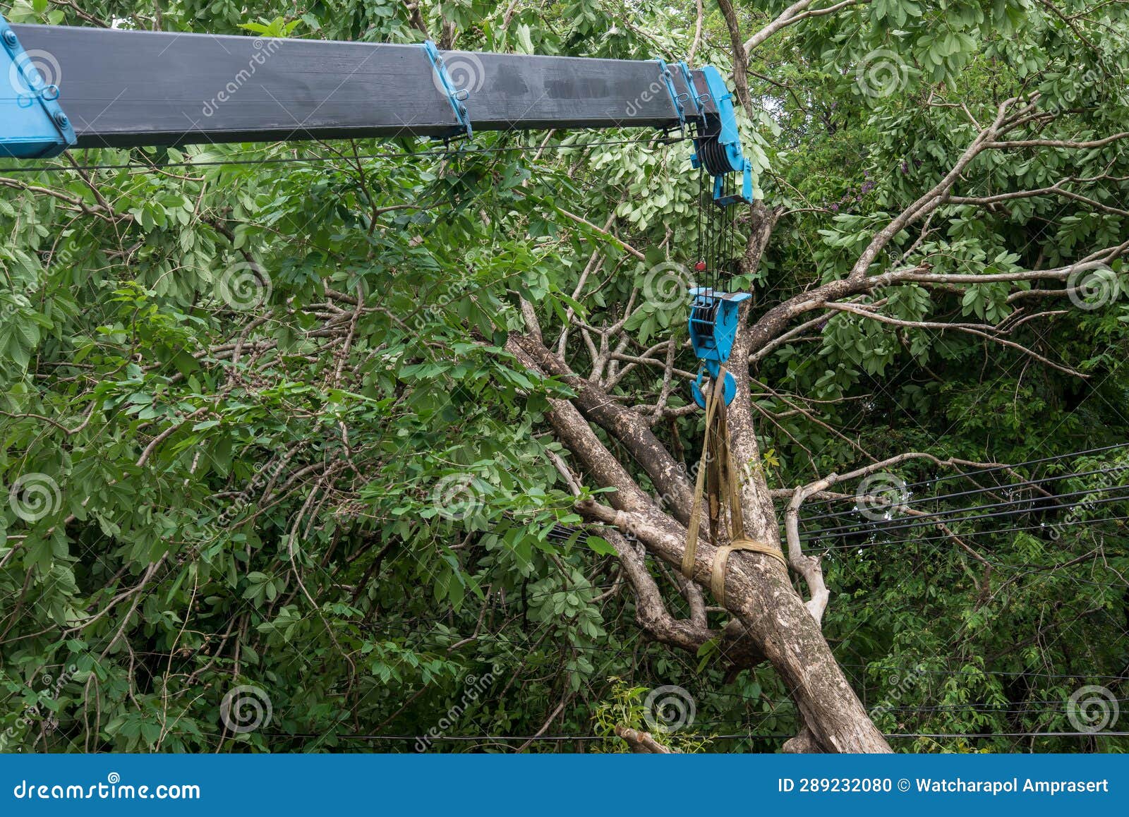 Crane lifting Broken tree stock photo. Image of trees - 289232080