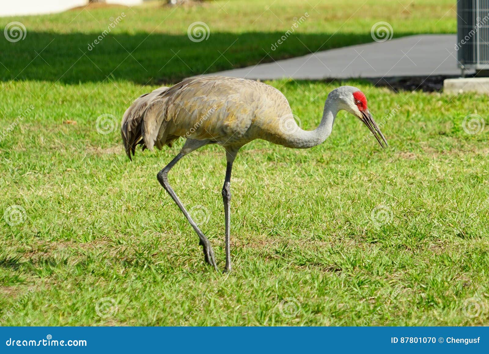 Crane is looking for food stock photo. Image of black - 87801070