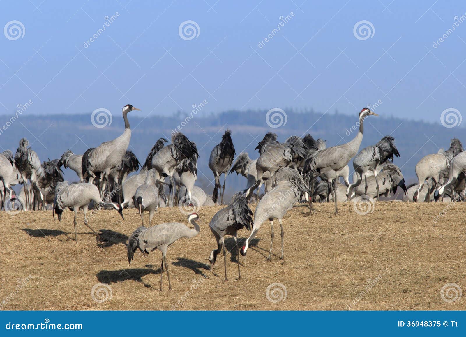 Crane meeting stock image. Image of group, behavior, behaviour - 36948375