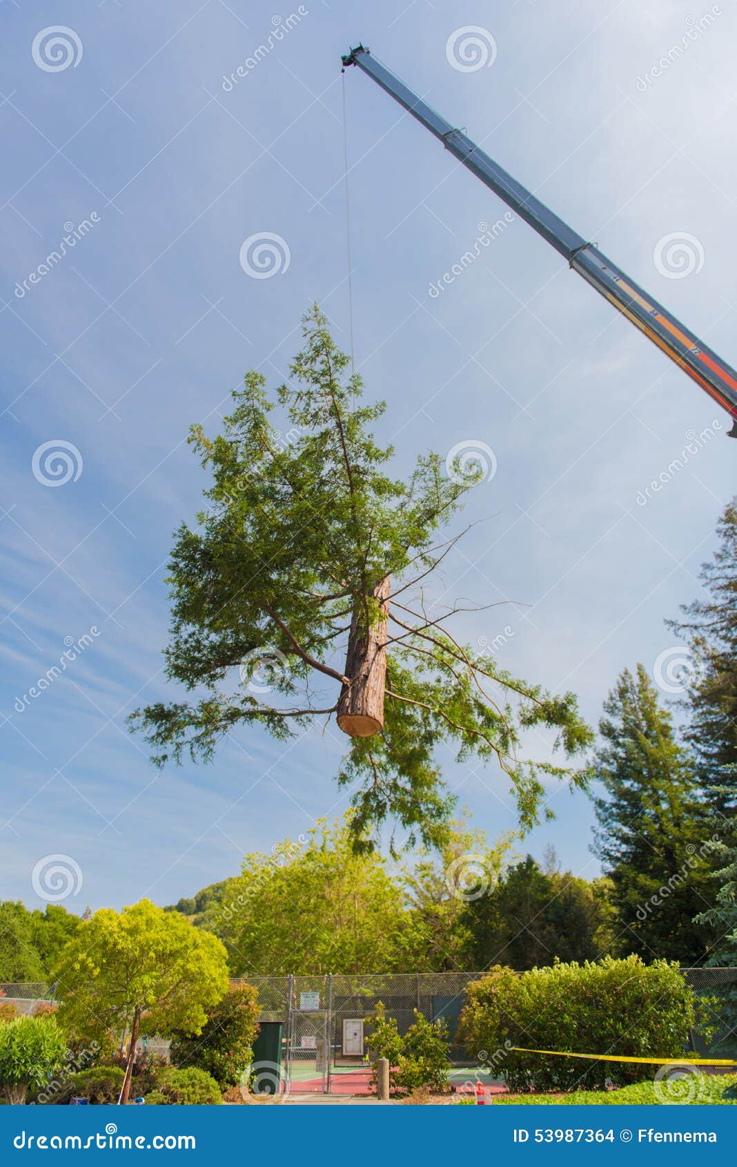 Crane Moves Large Section of Redwood Tree Stock Photo - Image of work ...