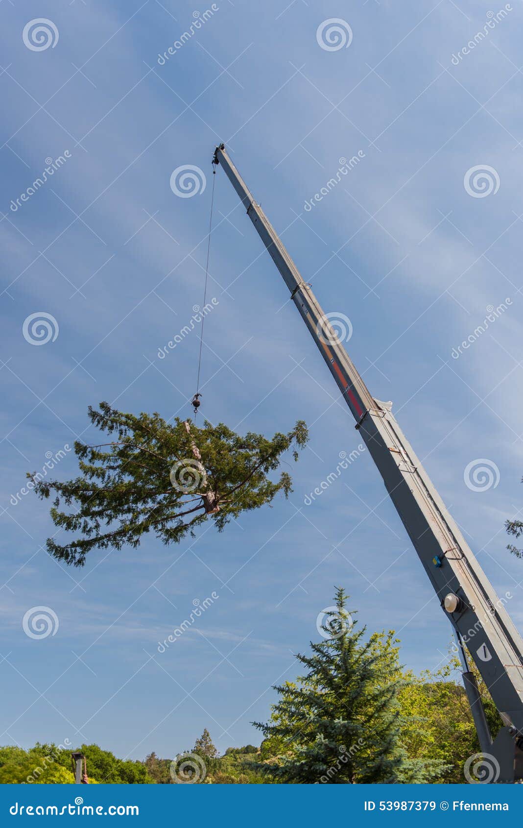 Crane Moves Large Section of Redwood Tree Stock Image - Image of wood ...
