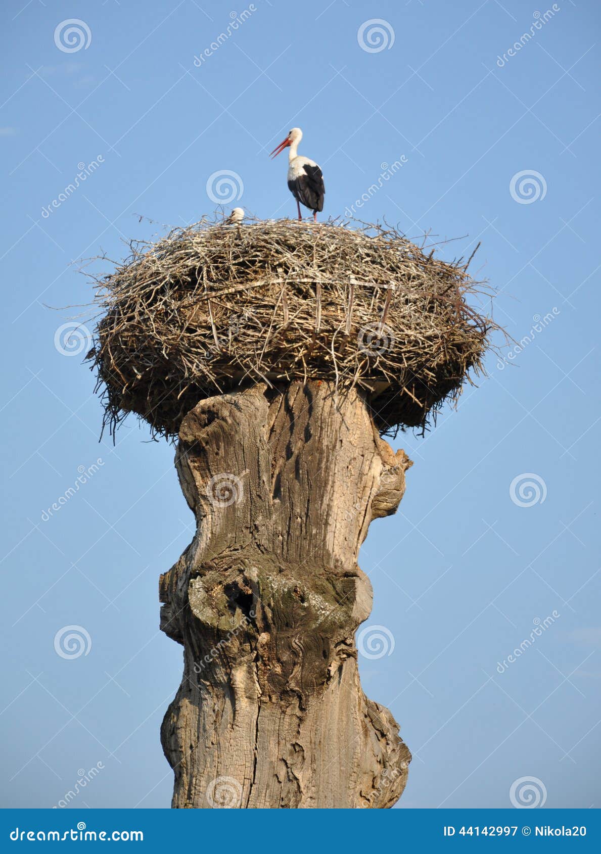 Crane nest on an old tree stock image. Image of long - 44142997