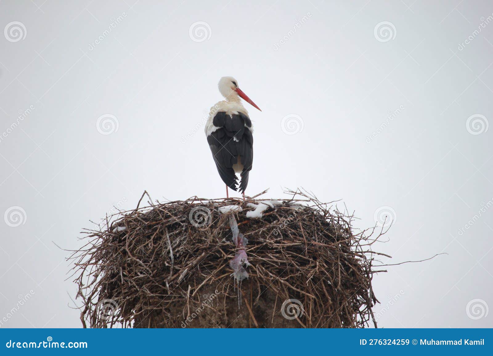 Crane on the Nest, he is Surviving in the Cold of Winter Stock Image ...