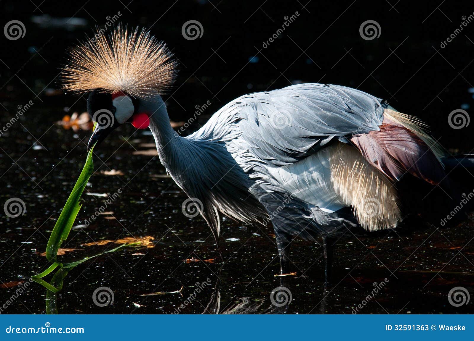 Crane stock image. Image of nature, beak, vogel, crane - 32591363