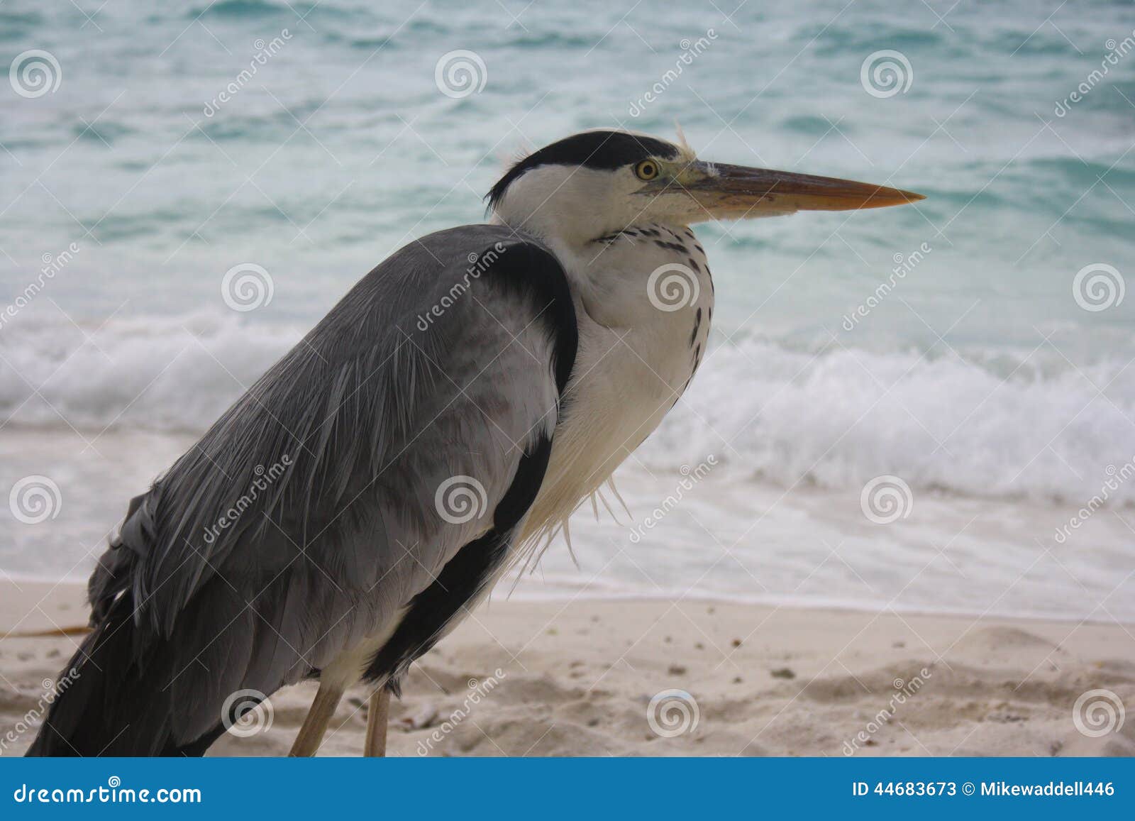 Crane by the sea stock image. Image of bird, shore, coast - 44683673