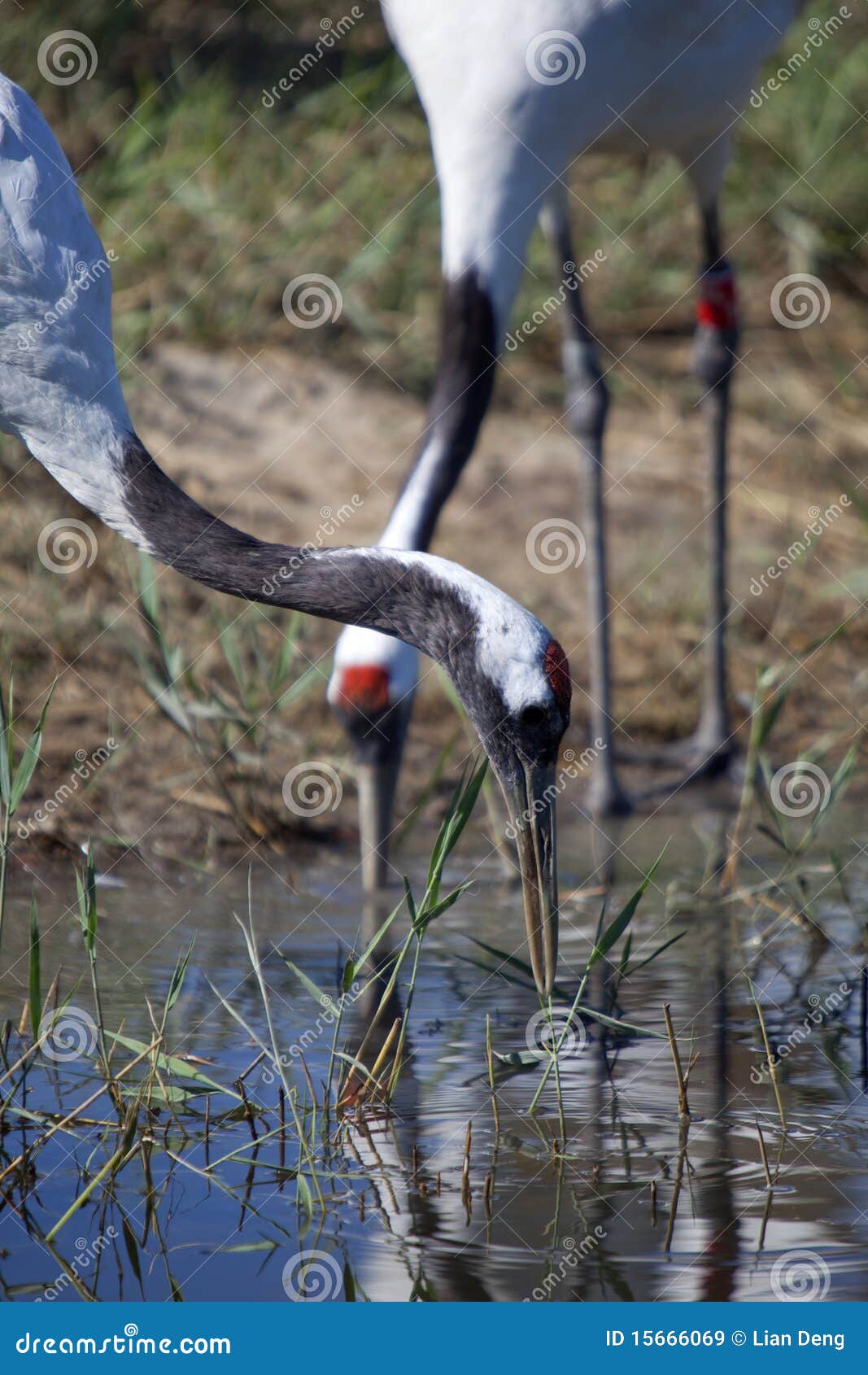 Crane seeking food stock image. Image of marsh, grass - 15666069