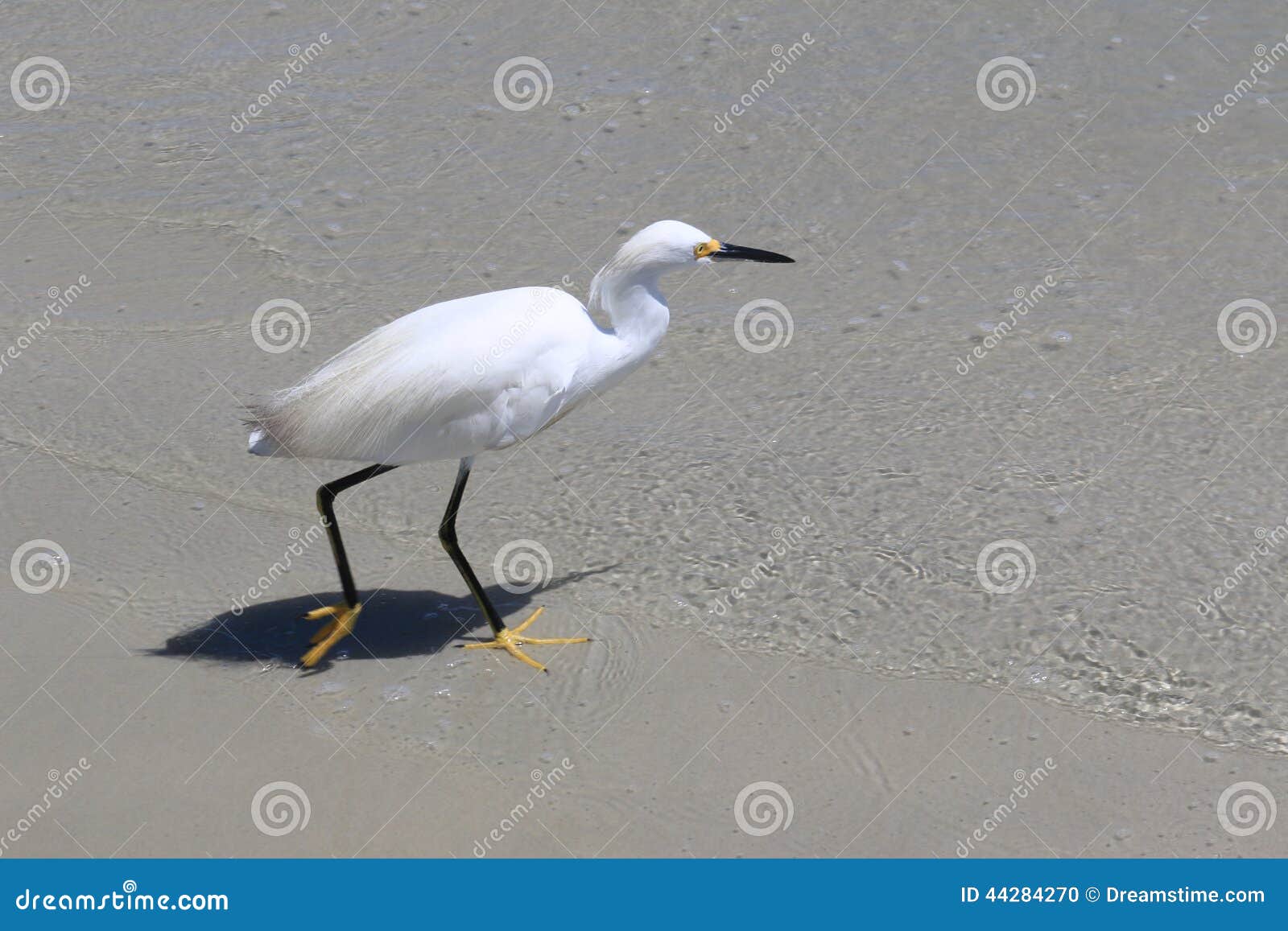 Crane with shadow stock photo. Image of beach, flower - 44284270