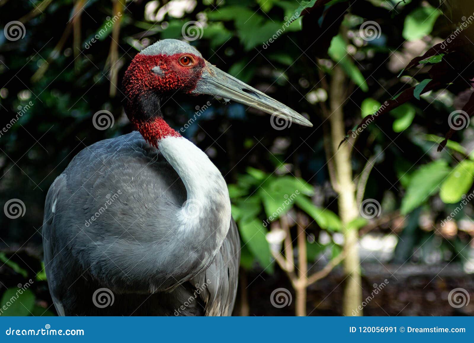Crane Side Profile on Sunny Day Stock Image - Image of food, lake ...