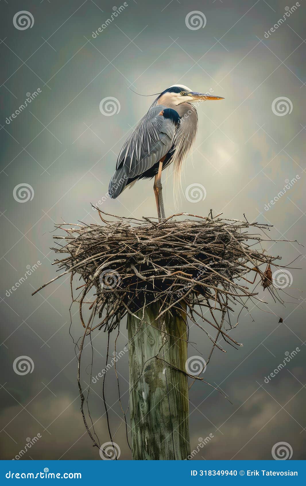 The Crane Sits in the Nest. Selective Focus Stock Photo - Image of nest ... The Crane Sits in the Nest. Selective Focus Stock Photo - Image of nest ...