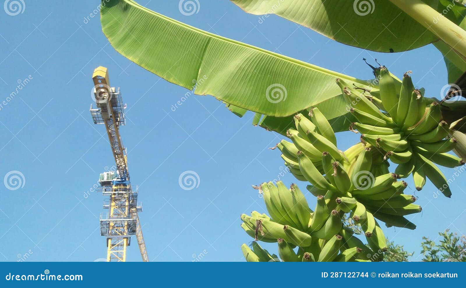 Crane Tower and Banana Tree Stock Photo - Image of tower, crane: 287122744