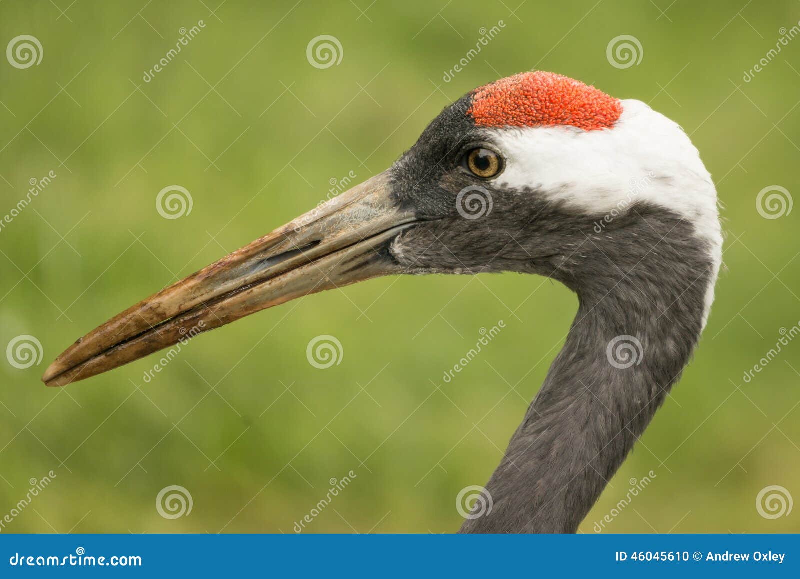 Crane, Wild Bird, Grus Grus. Stock Photo - Image of wading, natural ...