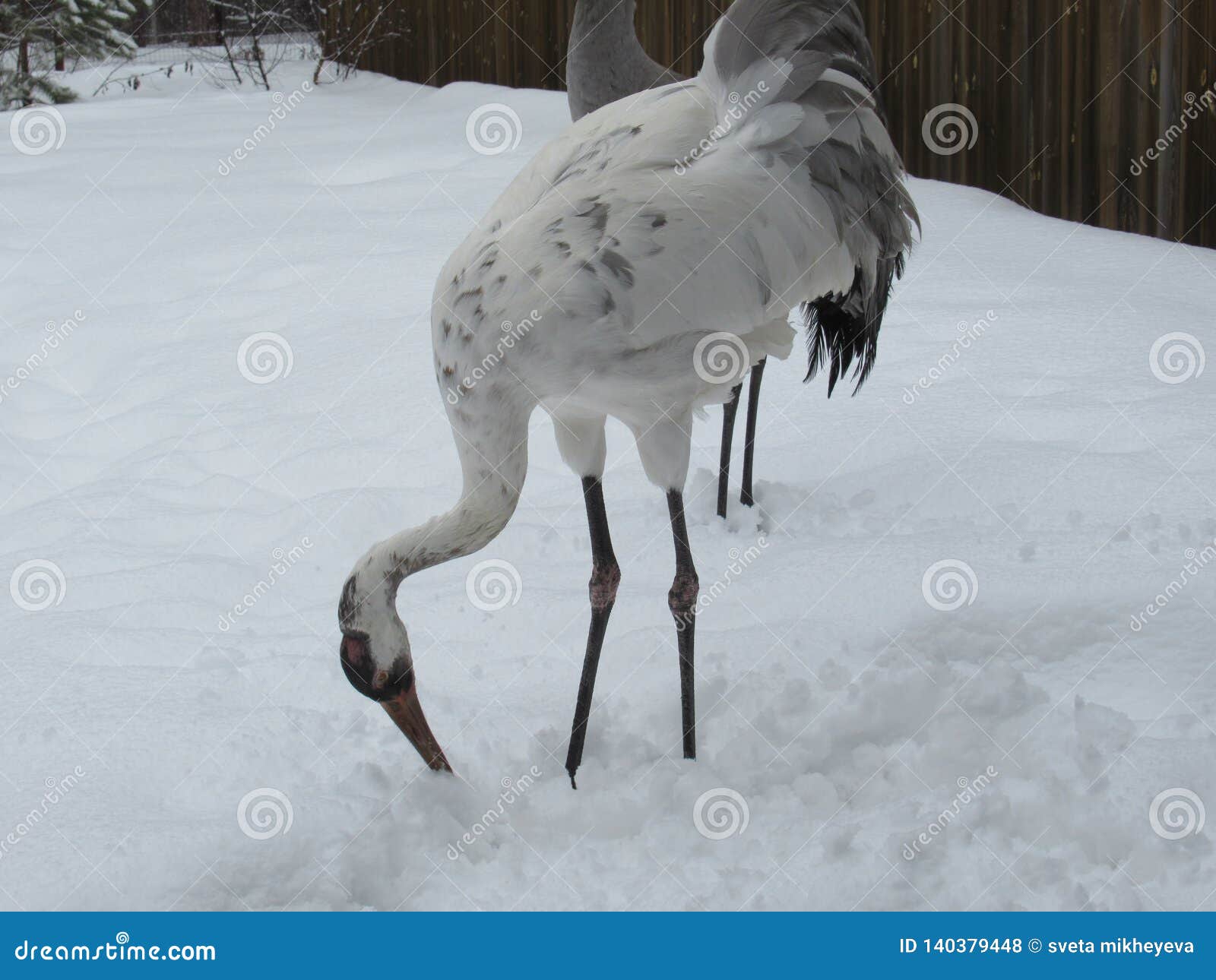 Crane stock photo. Image of nature, snow, forest, crane - 140379448