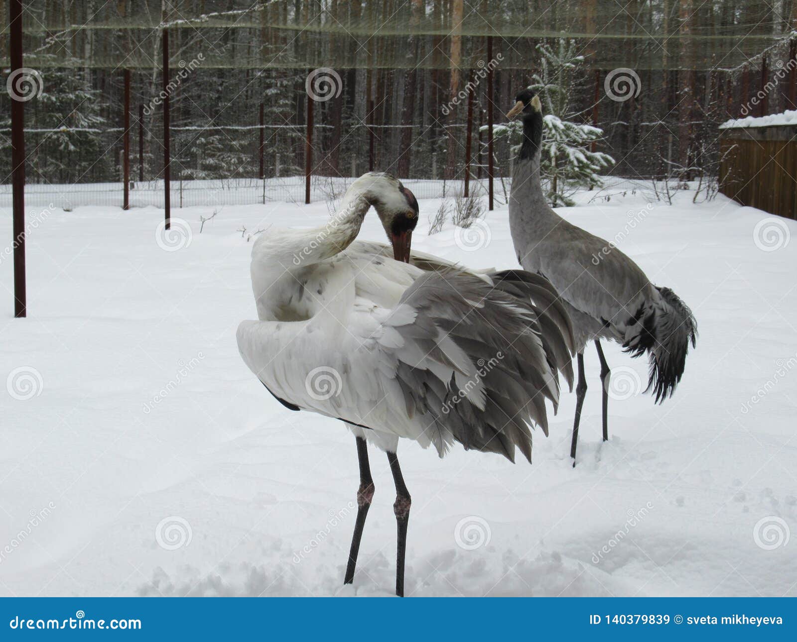 Crane stock image. Image of snow, nature, crane, forest - 140379839